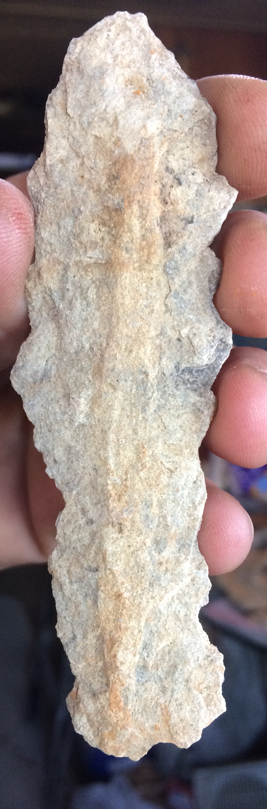 Strange chip - Fossil ID - The Fossil Forum