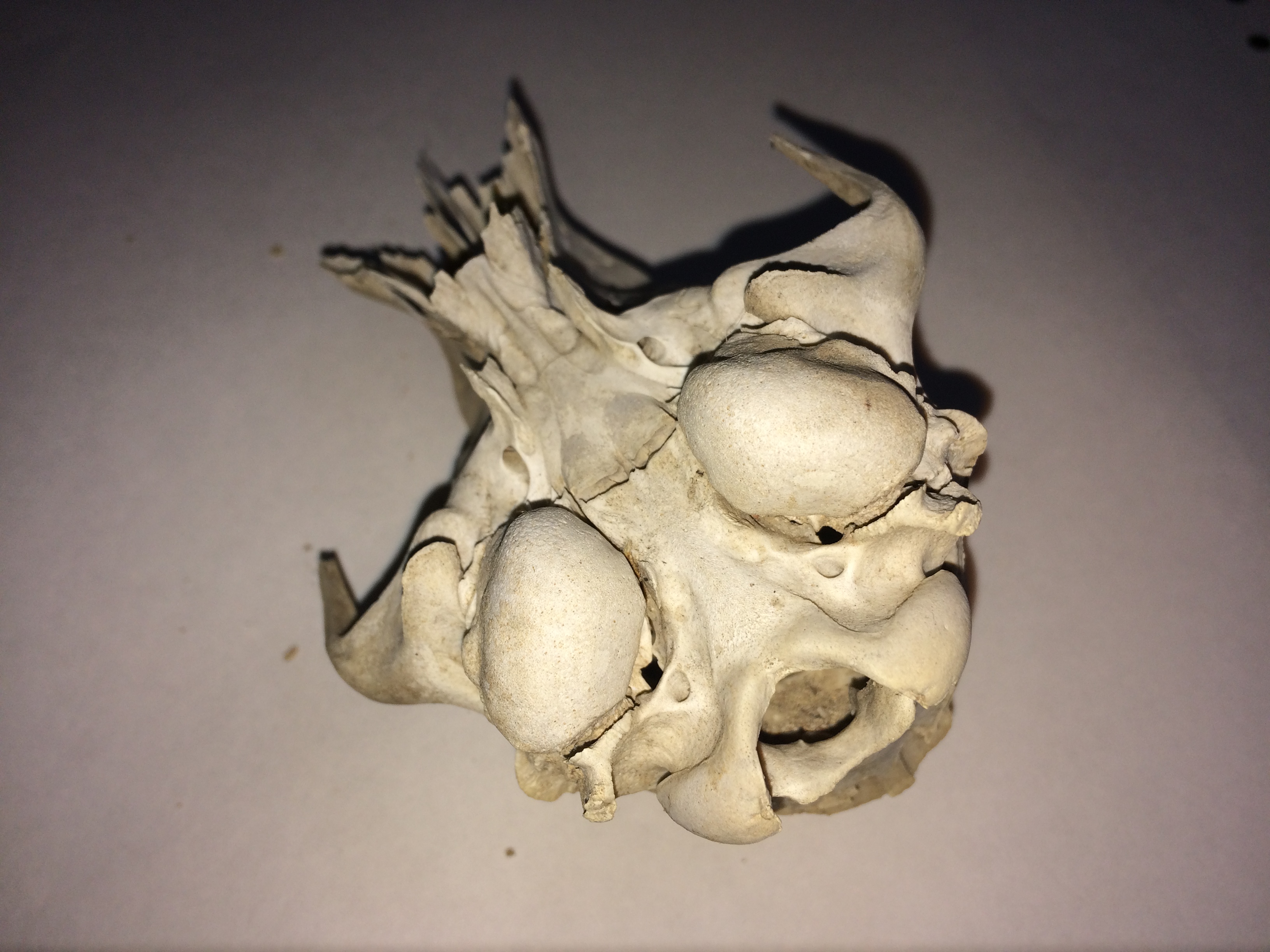 Really weird skull? - Fossil ID - The Fossil Forum