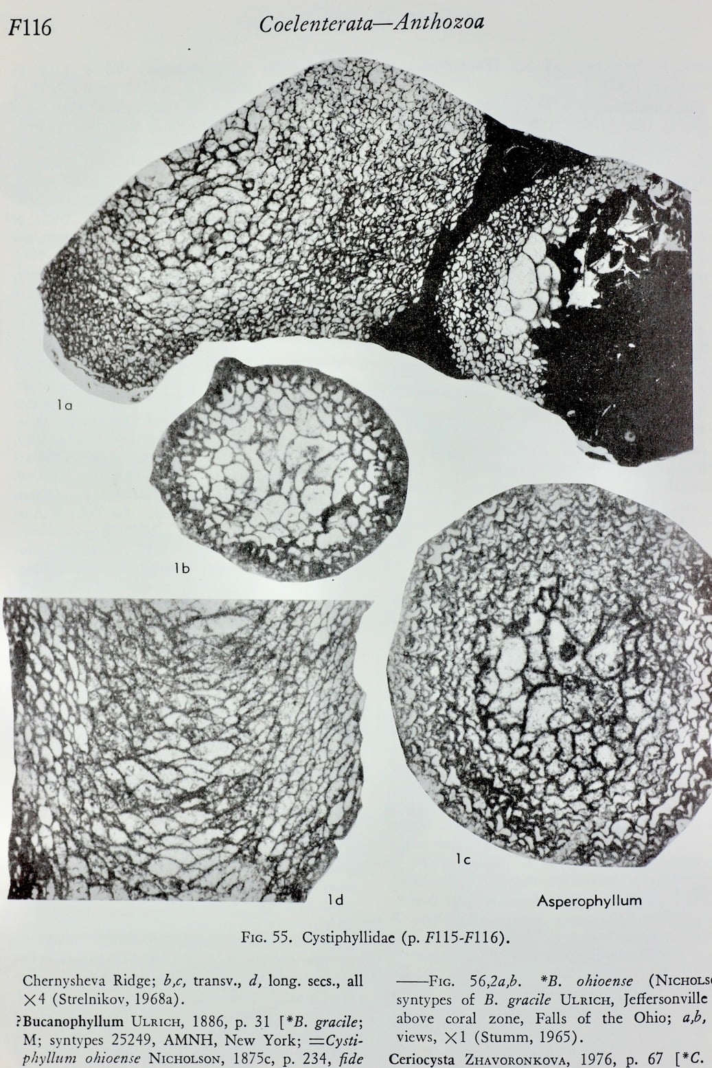 Unknown Specimens - Fossil ID - The Fossil Forum