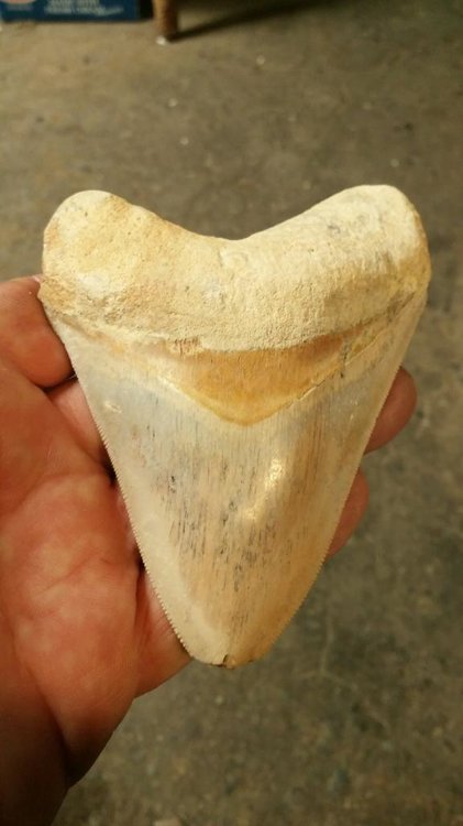 Meg Tip Restoration - Fossil Preparation - The Fossil Forum