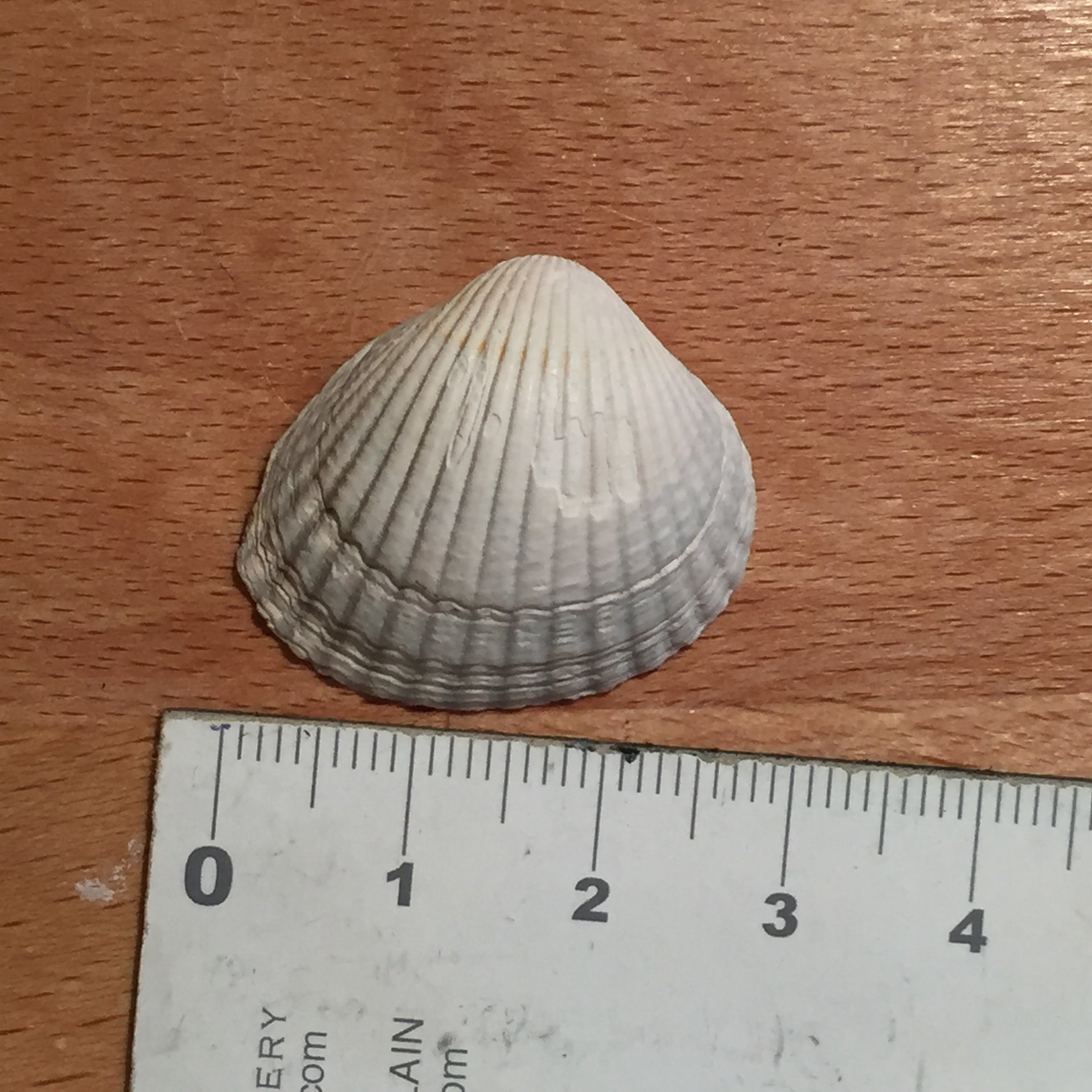 Cerastoderma sociale (Krauss 1852) - Bivalves - The Fossil Forum