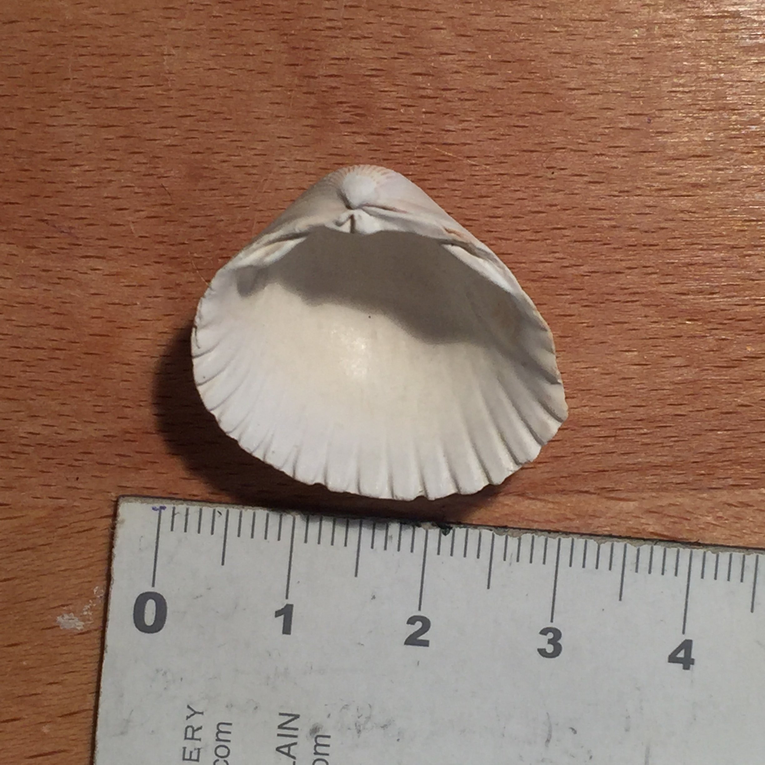 Cerastoderma sociale (Krauss 1852) - Bivalves - The Fossil Forum