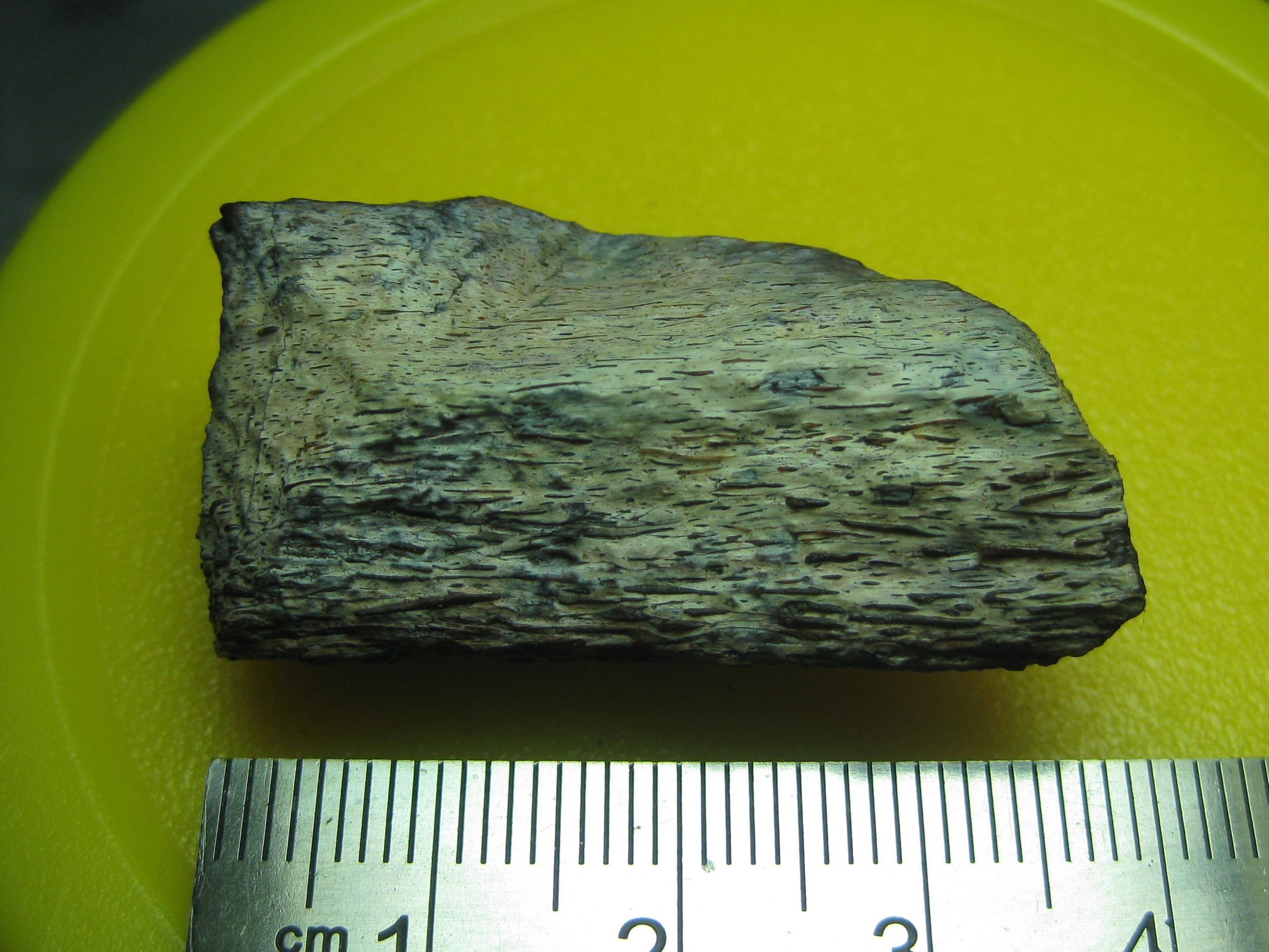 Bone ? - Fossil ID - The Fossil Forum
