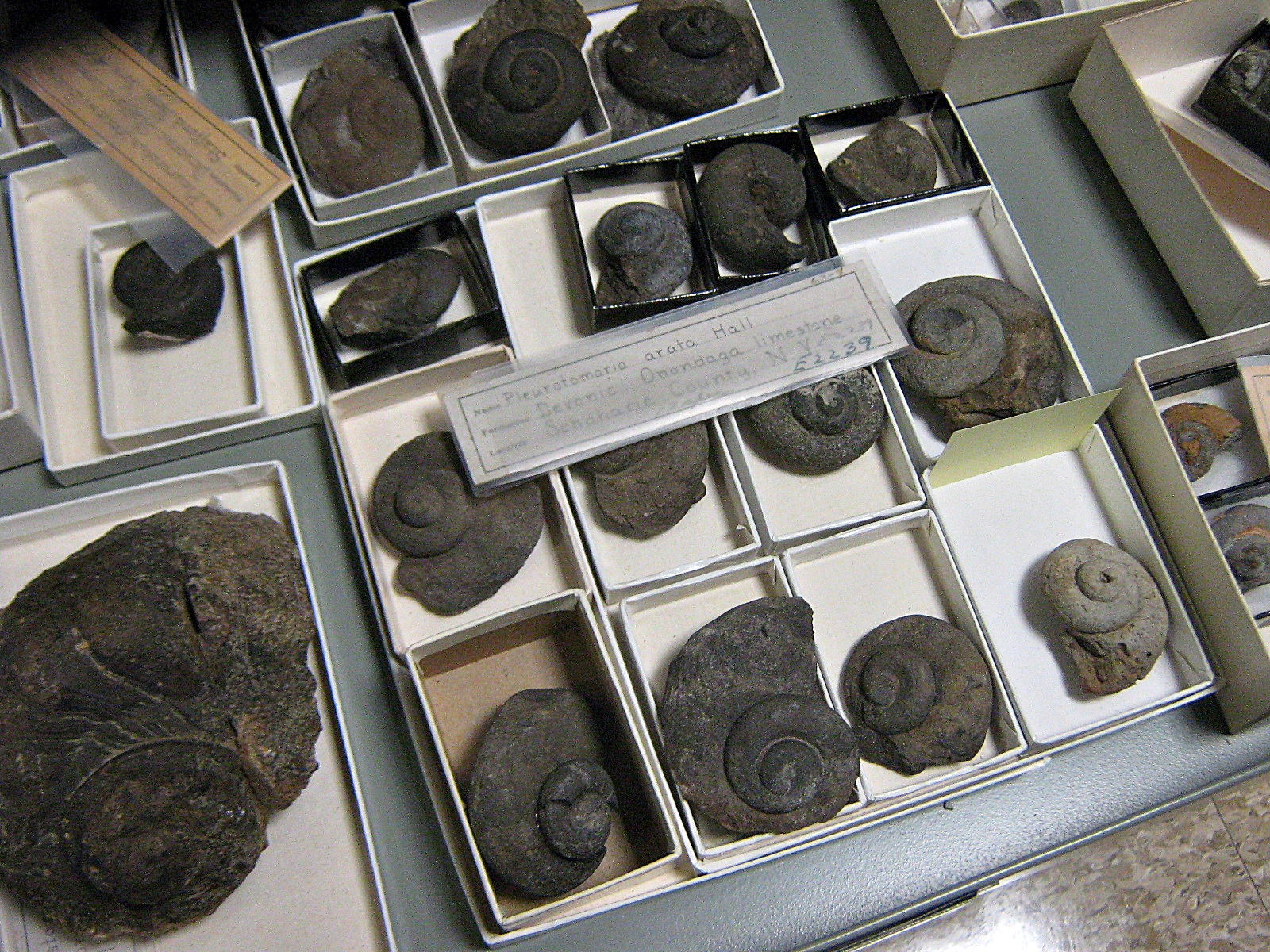 Viewing the New York State Museum Fossil Collection - A Trip to the ...