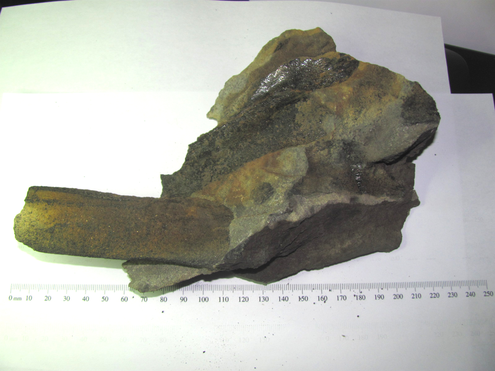 Odd wood fossil! - Fossil ID - The Fossil Forum