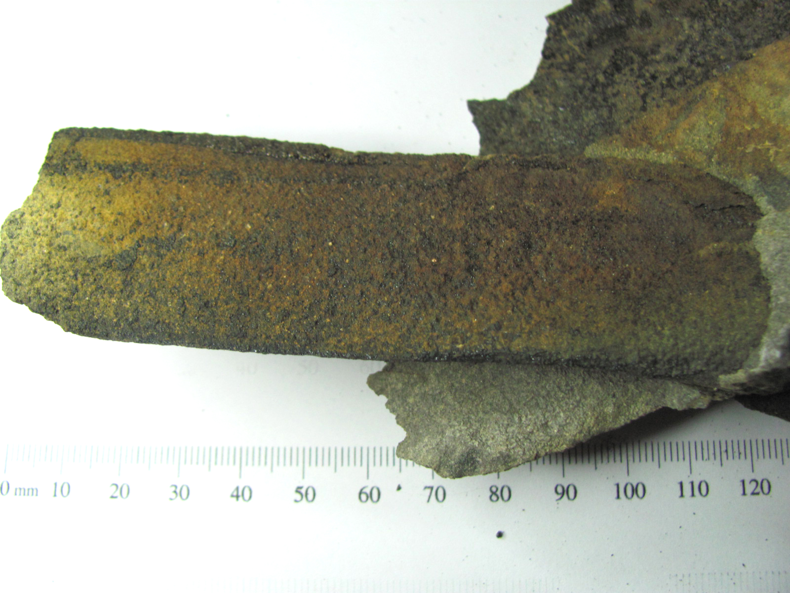 Odd wood fossil! - Fossil ID - The Fossil Forum