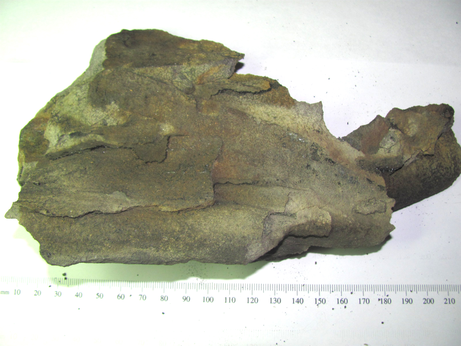 Odd wood fossil! - Fossil ID - The Fossil Forum