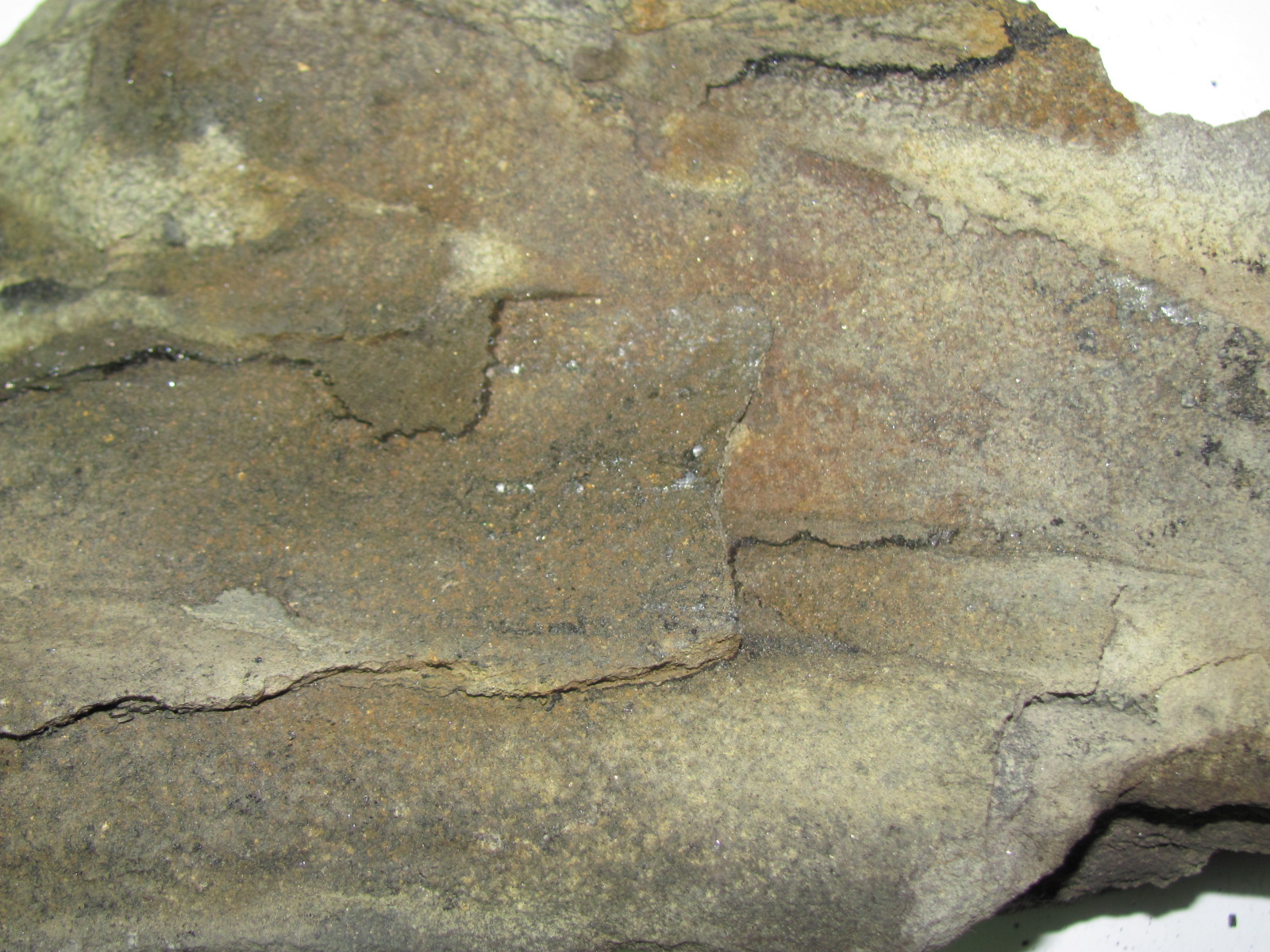 Odd wood fossil! - Fossil ID - The Fossil Forum
