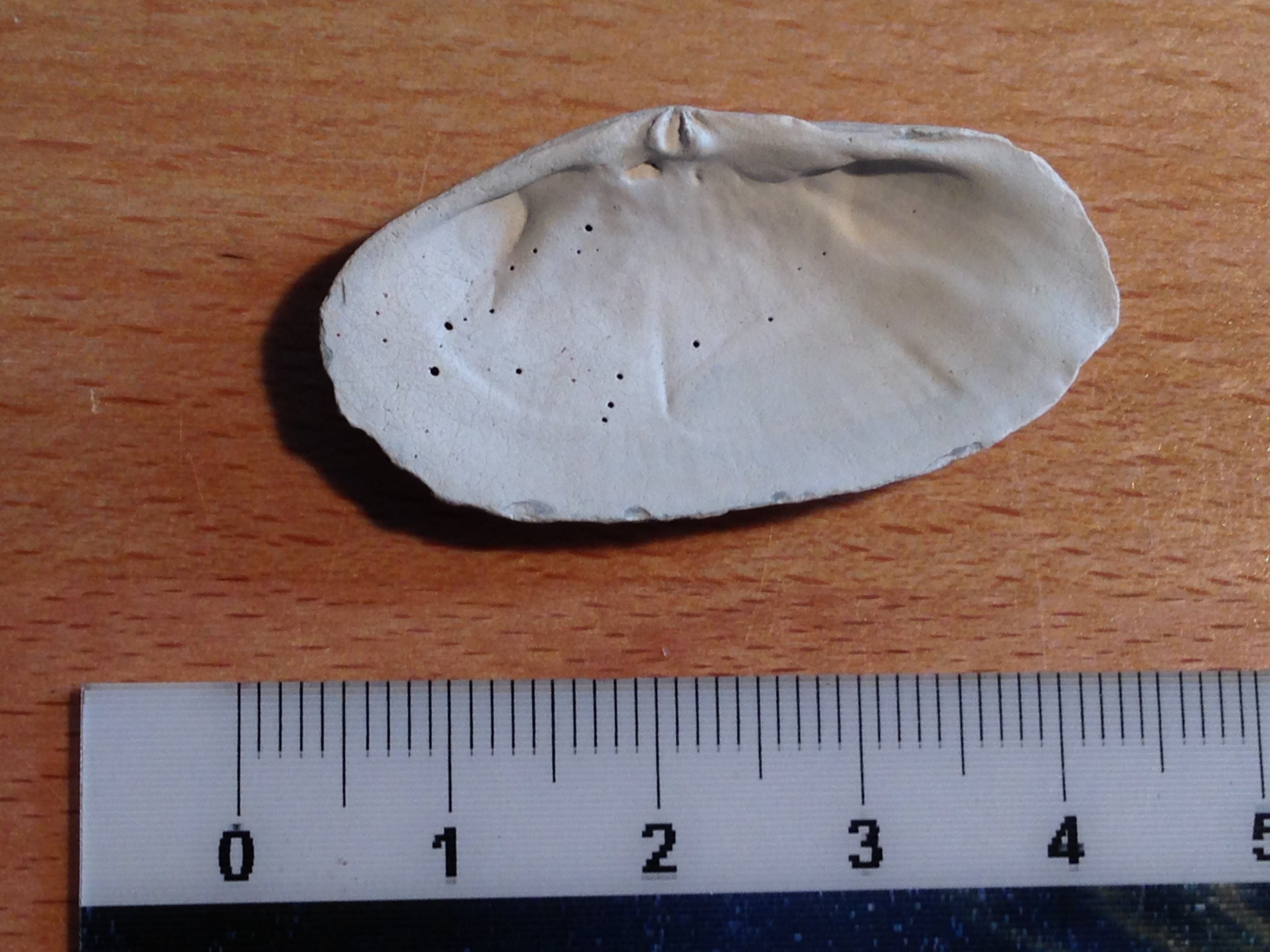 Sunset shell - Bivalves - The Fossil Forum