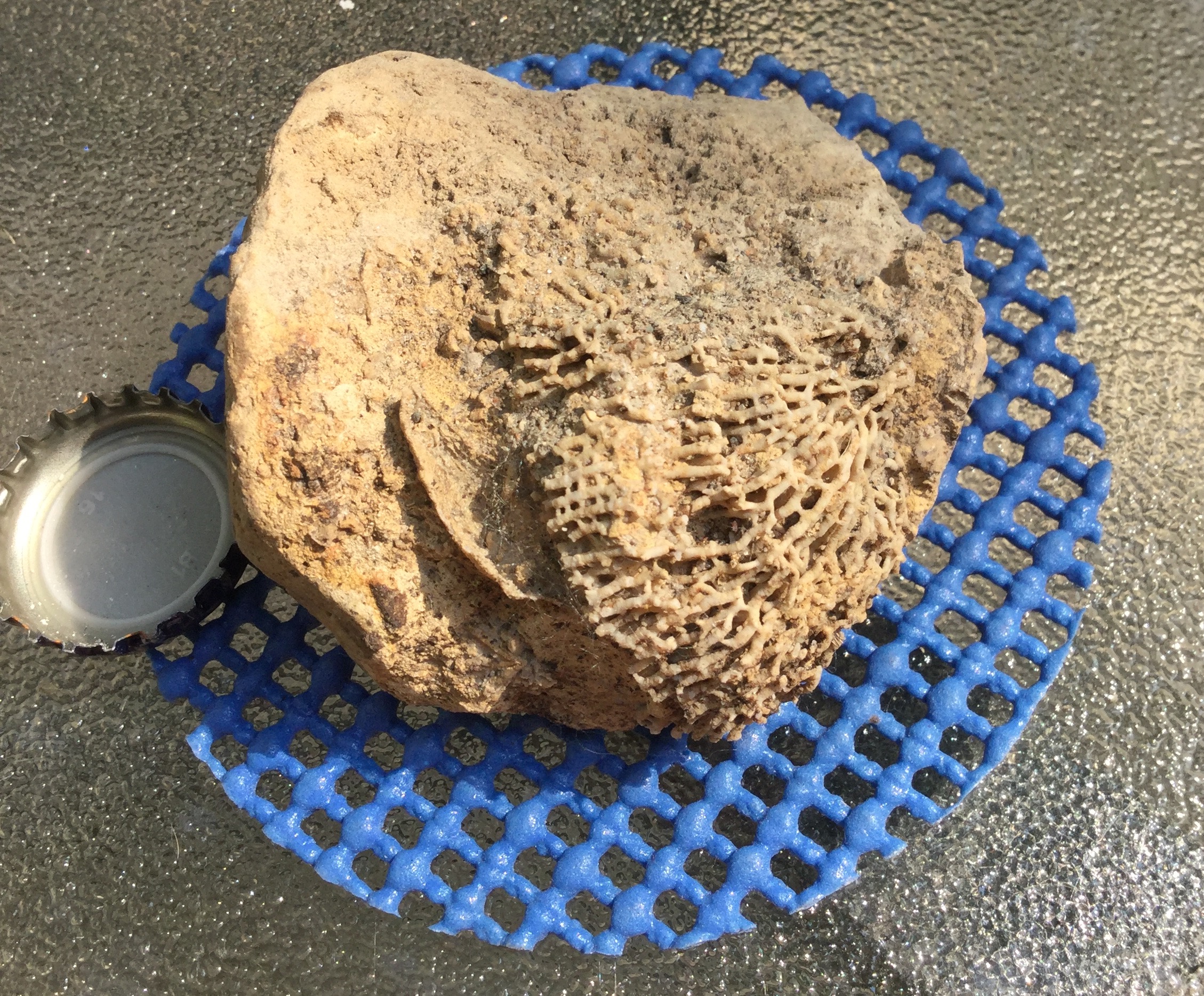 Syringoporid Coral??? - Fossil ID - The Fossil Forum
