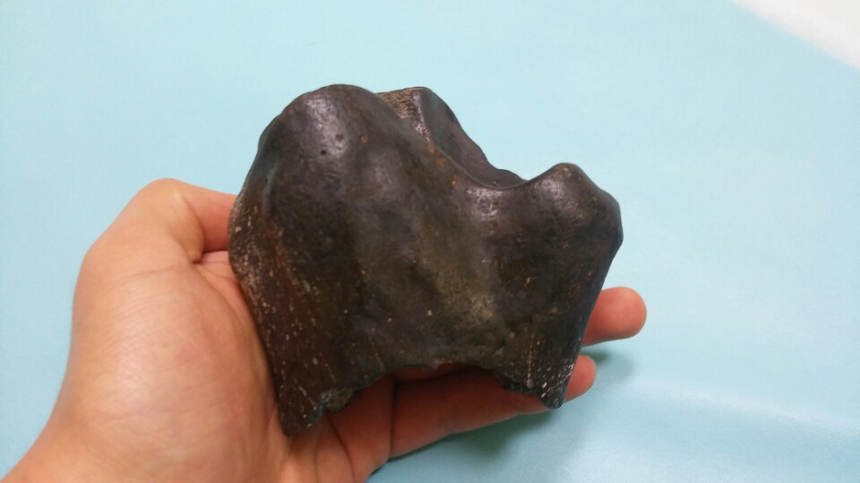 Gomphotherium tooth? - Fossil ID - The Fossil Forum