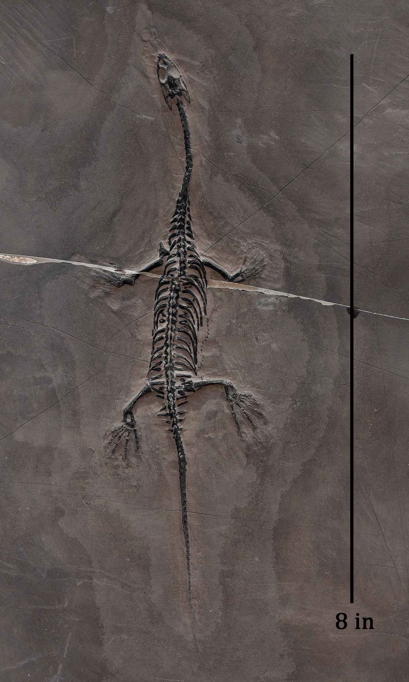 How do I spot a fake keichousaurus? - Is It Real? How to Recognize ...