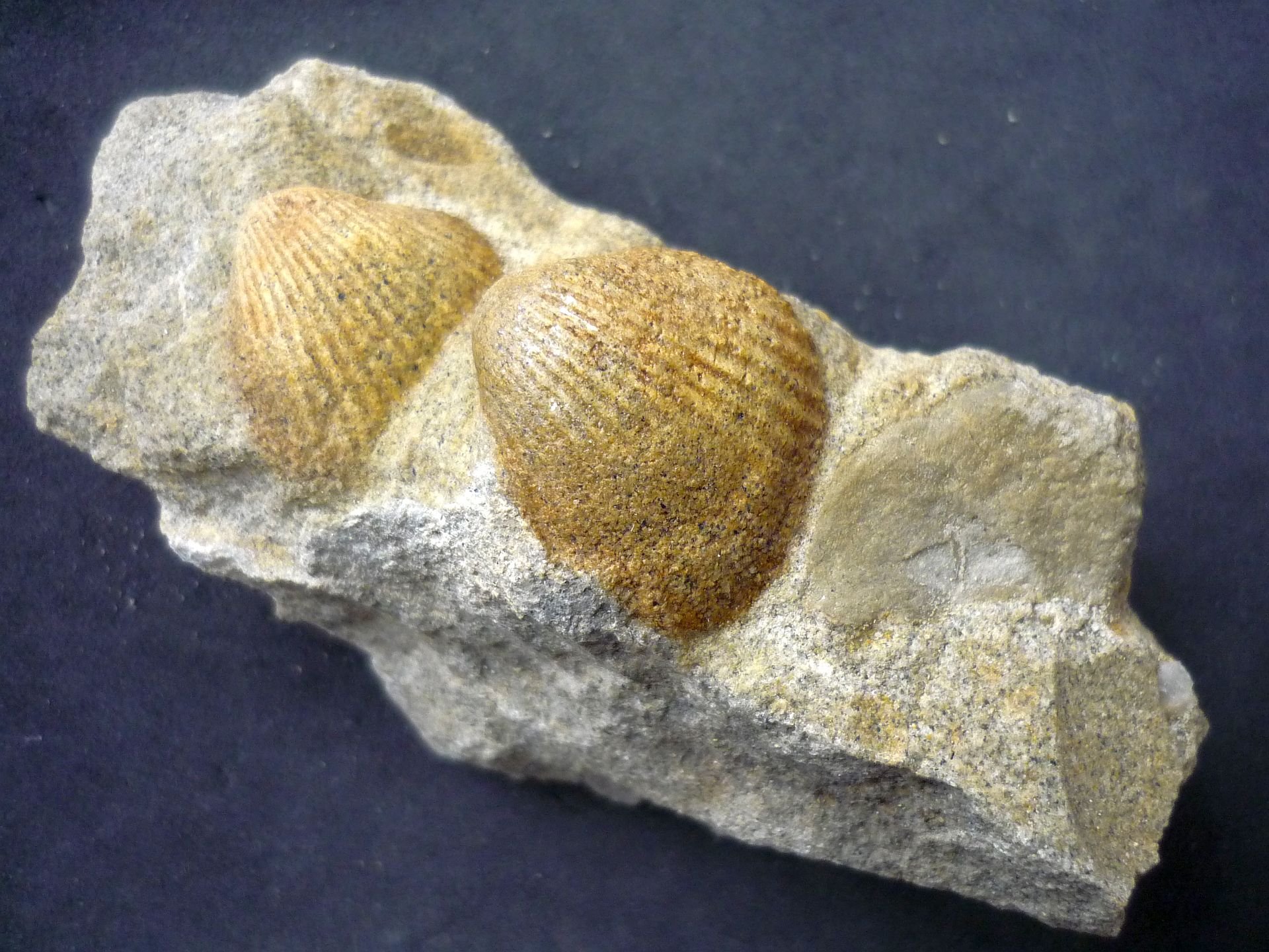 Cerastoderma sociale (Krauss 1852) - Bivalves - The Fossil Forum