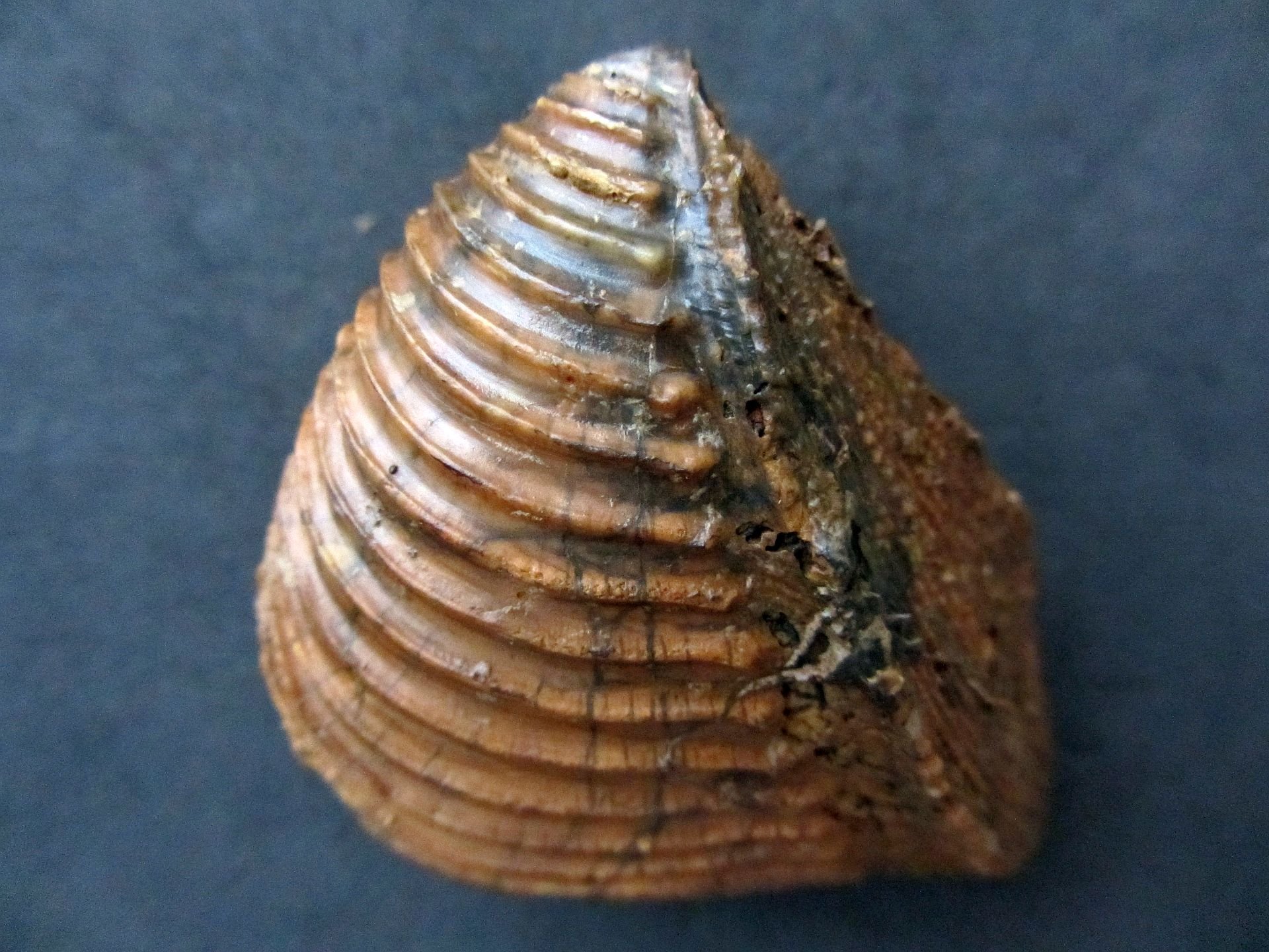 Trigonia interlaevigata (Quenstedt 1858) - Bivalves - The Fossil Forum