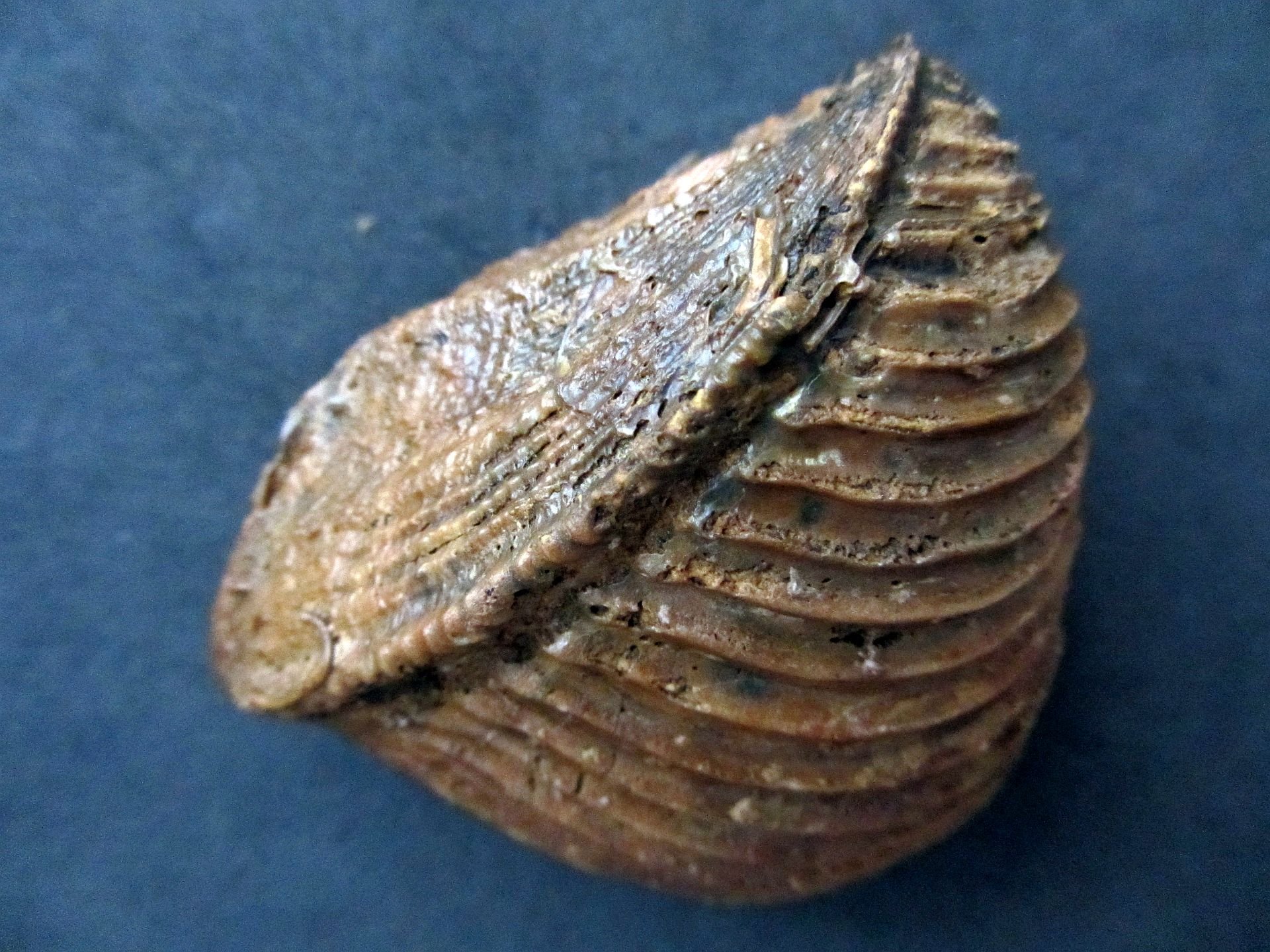 Trigonia interlaevigata (Quenstedt 1858) - Bivalves - The Fossil Forum