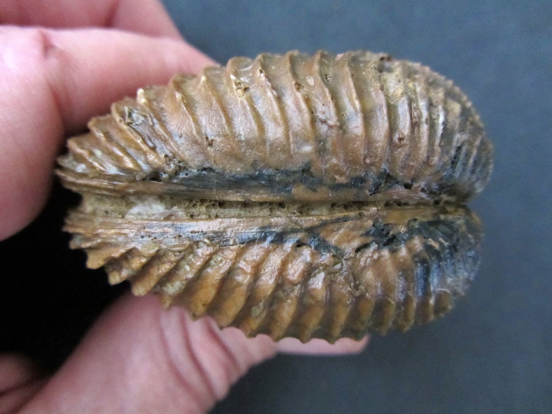 Trigonia interlaevigata (Quenstedt 1858) - Bivalves - The Fossil Forum