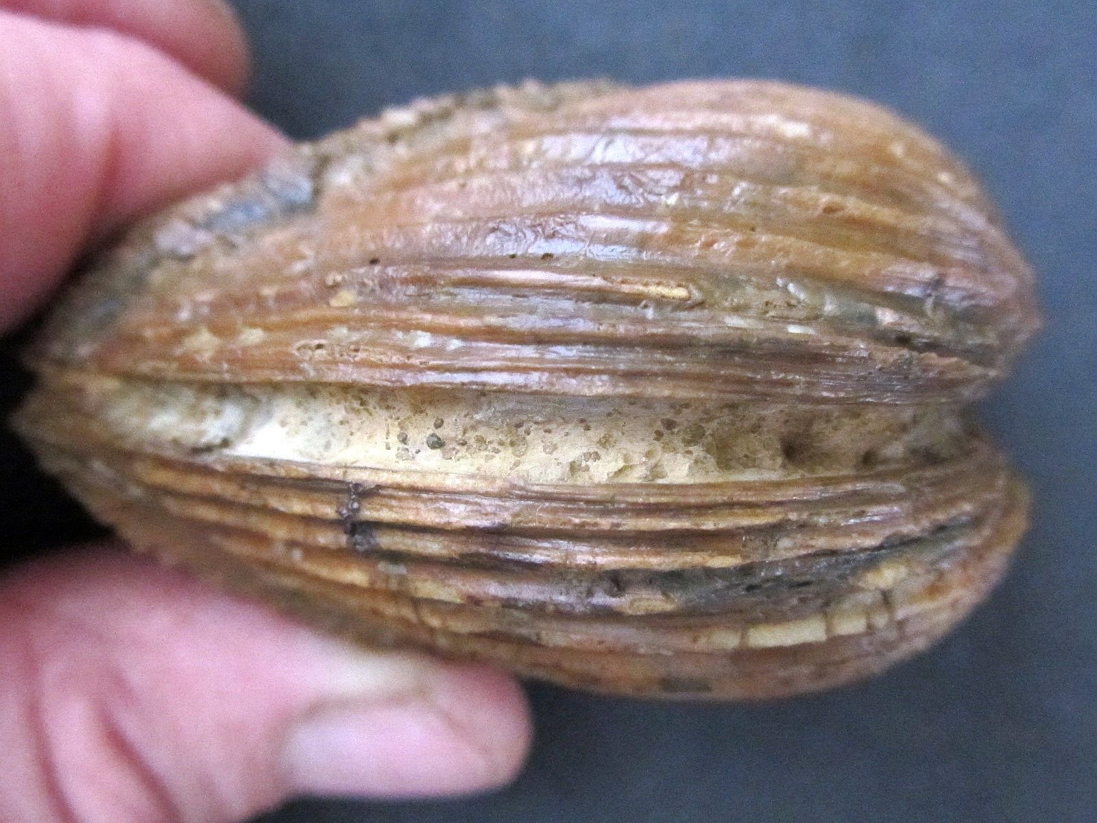 Trigonia interlaevigata (Quenstedt 1858) - Bivalves - The Fossil Forum