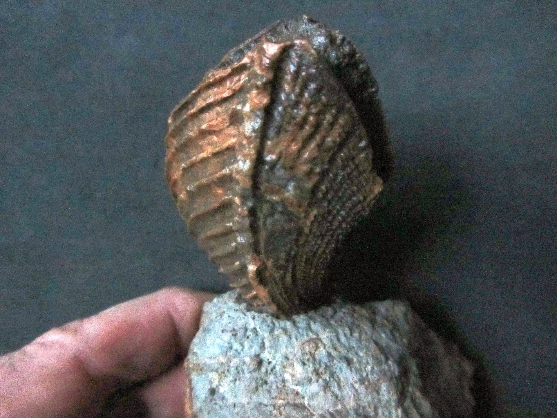 Trigonia costata (Hartmann 1843) - Bivalves - The Fossil Forum