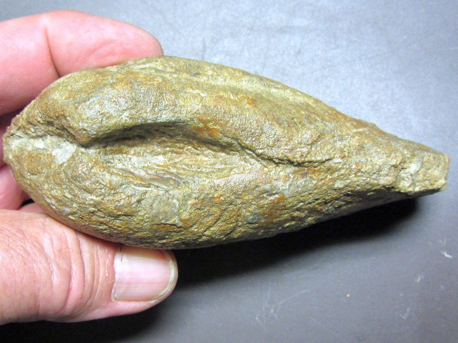 Pholadomya (Homomya) gigantea (Waagen) - Bivalves - The Fossil Forum