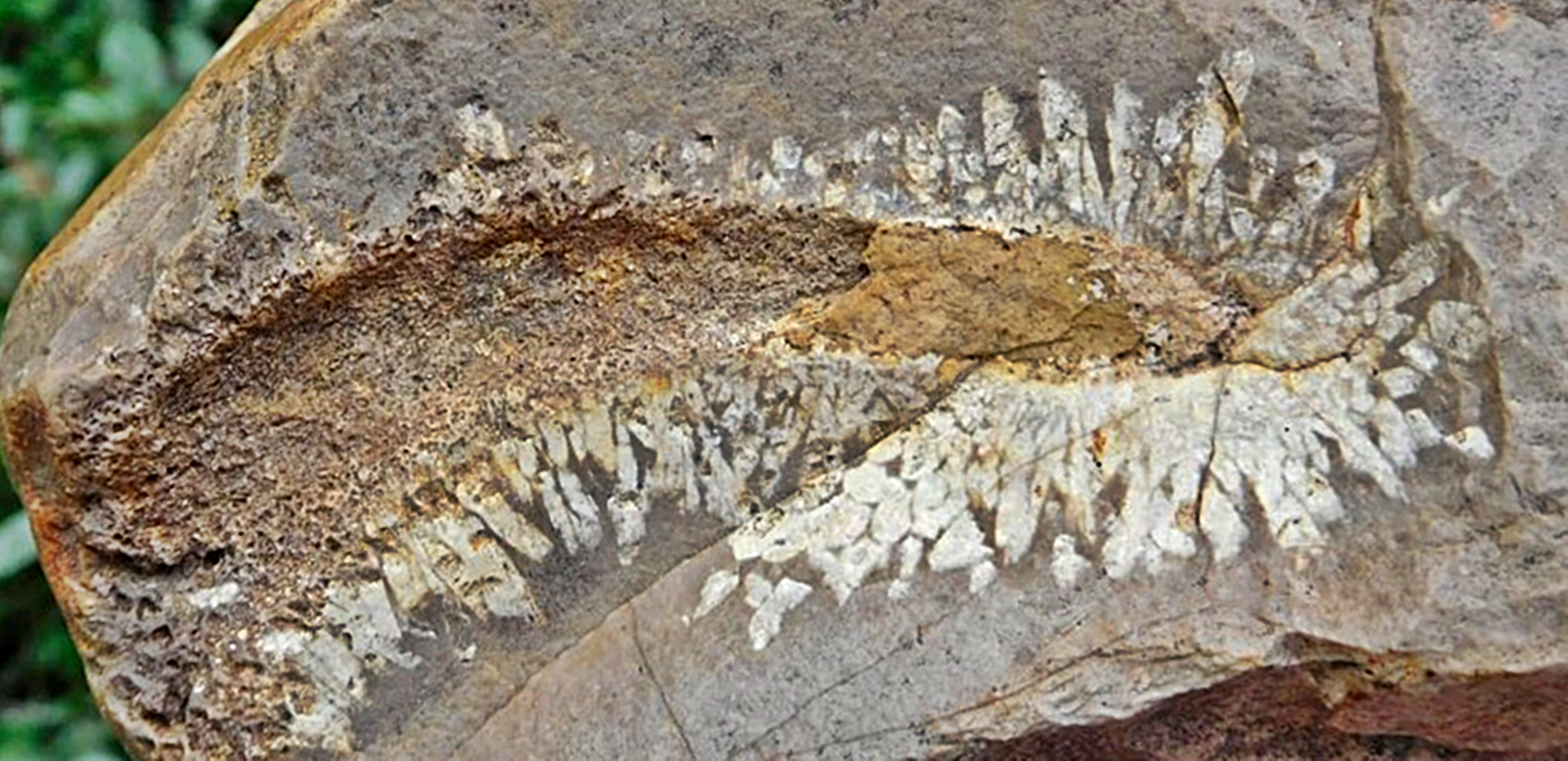 Fossil in chert? - Fossil ID - The Fossil Forum
