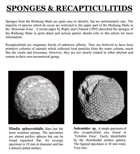 Ordovician sponge? - Fossil ID - The Fossil Forum