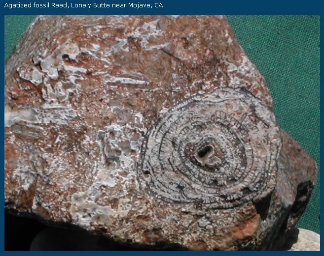 Found today! What is it? - Fossil ID - The Fossil Forum