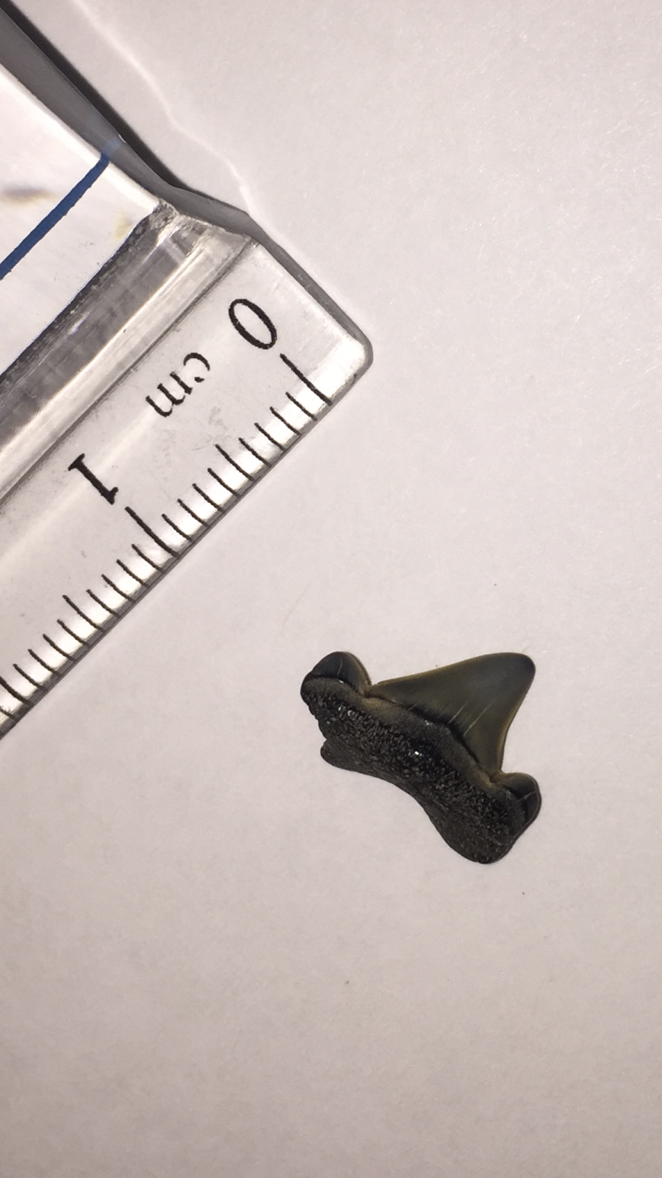 Micro Paleocene Teeth//Lots of Pictures - Fossil Hunting Trips - The ...