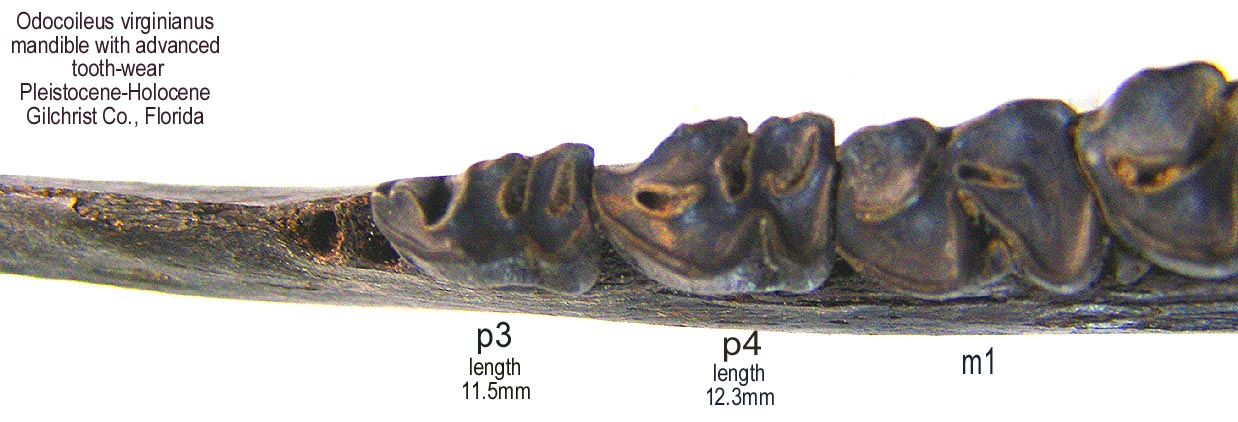 Small Mammal teeth, Shark vert - Fossil ID - The Fossil Forum