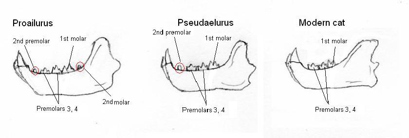 Mammal Teeth and Dental Terminology/Information - General Discussion ...