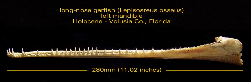 Help with fish jaw ID - Fossil ID - The Fossil Forum