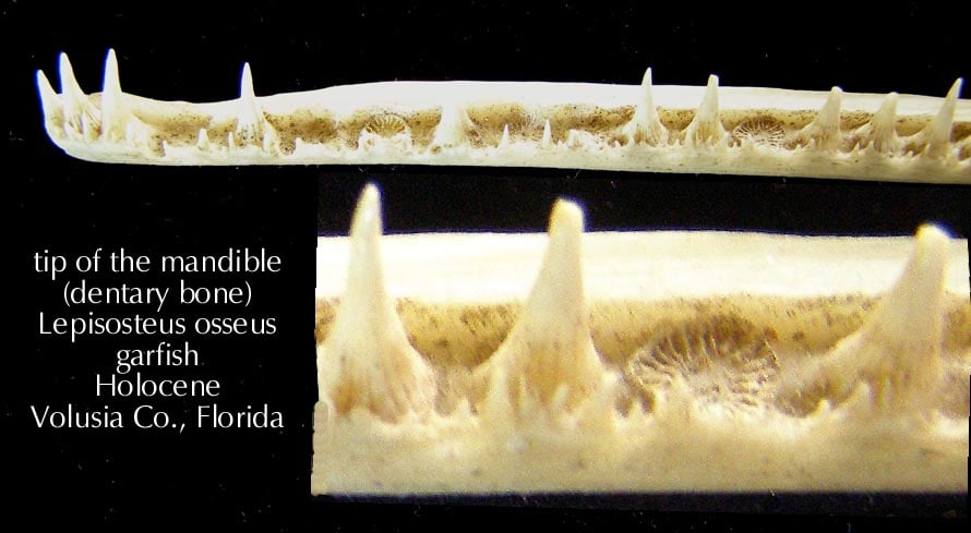Help with fish jaw ID - Fossil ID - The Fossil Forum