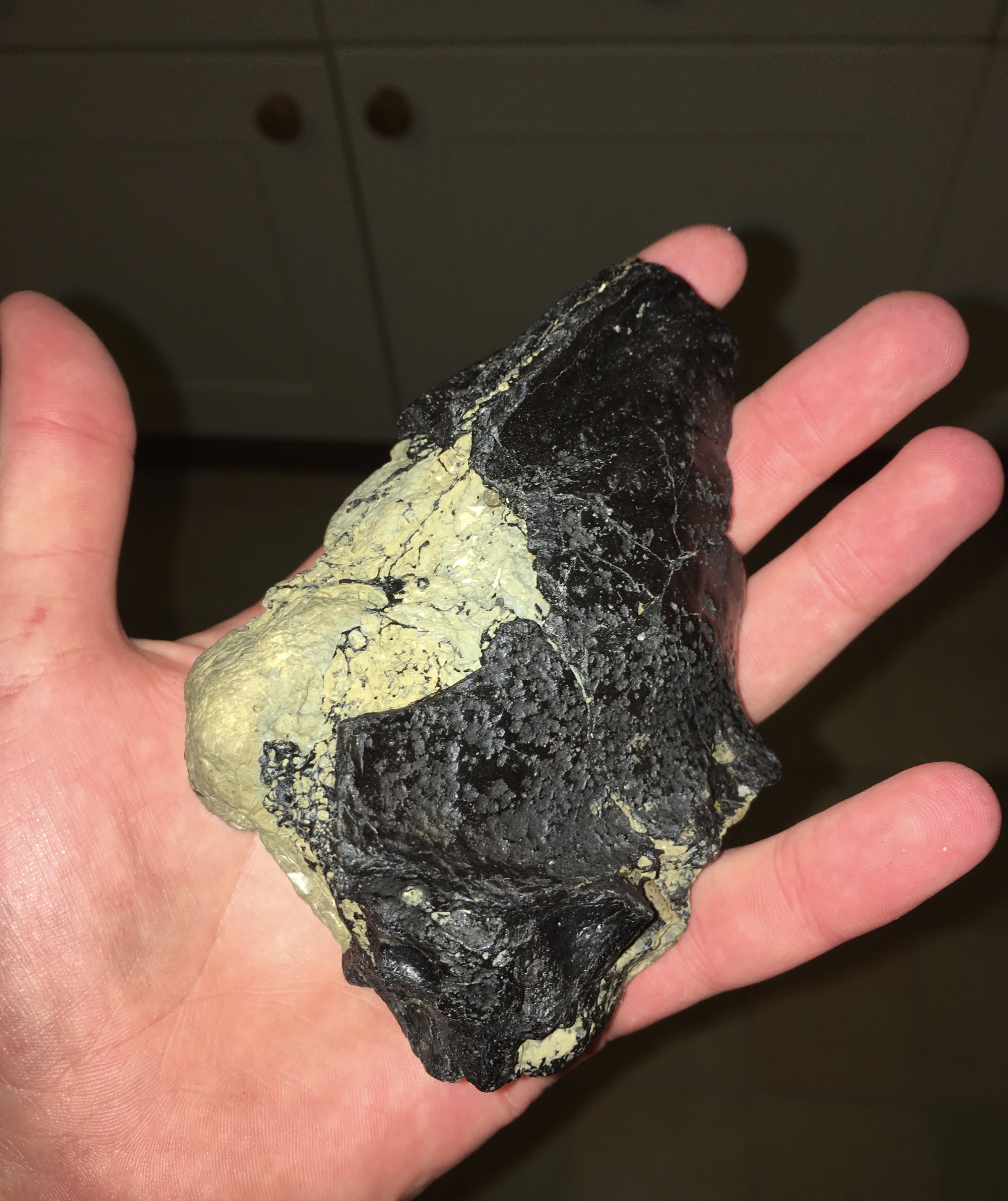 Bouldnor Formation Winter Finds - Fossil Hunting Trips - The Fossil Forum