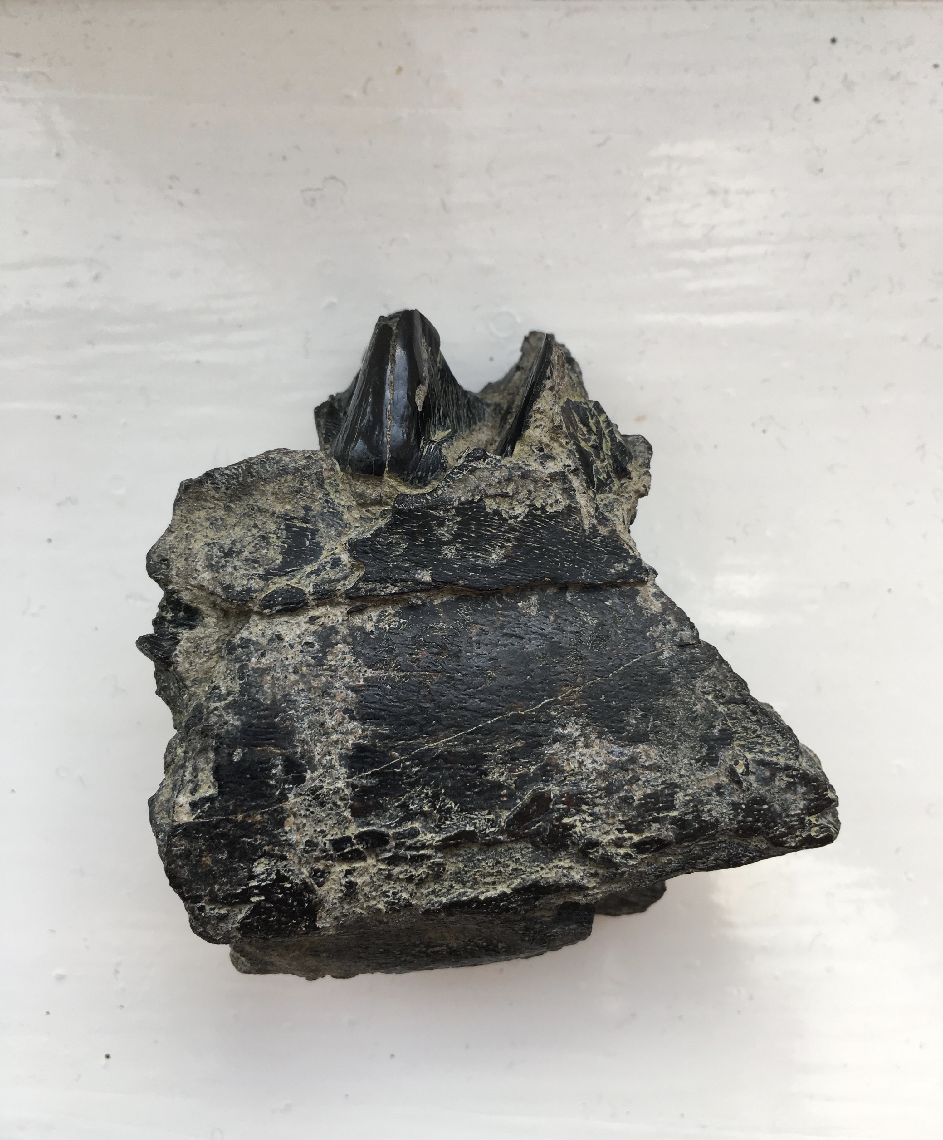 Bouldnor Formation Winter Finds - Fossil Hunting Trips - The Fossil Forum