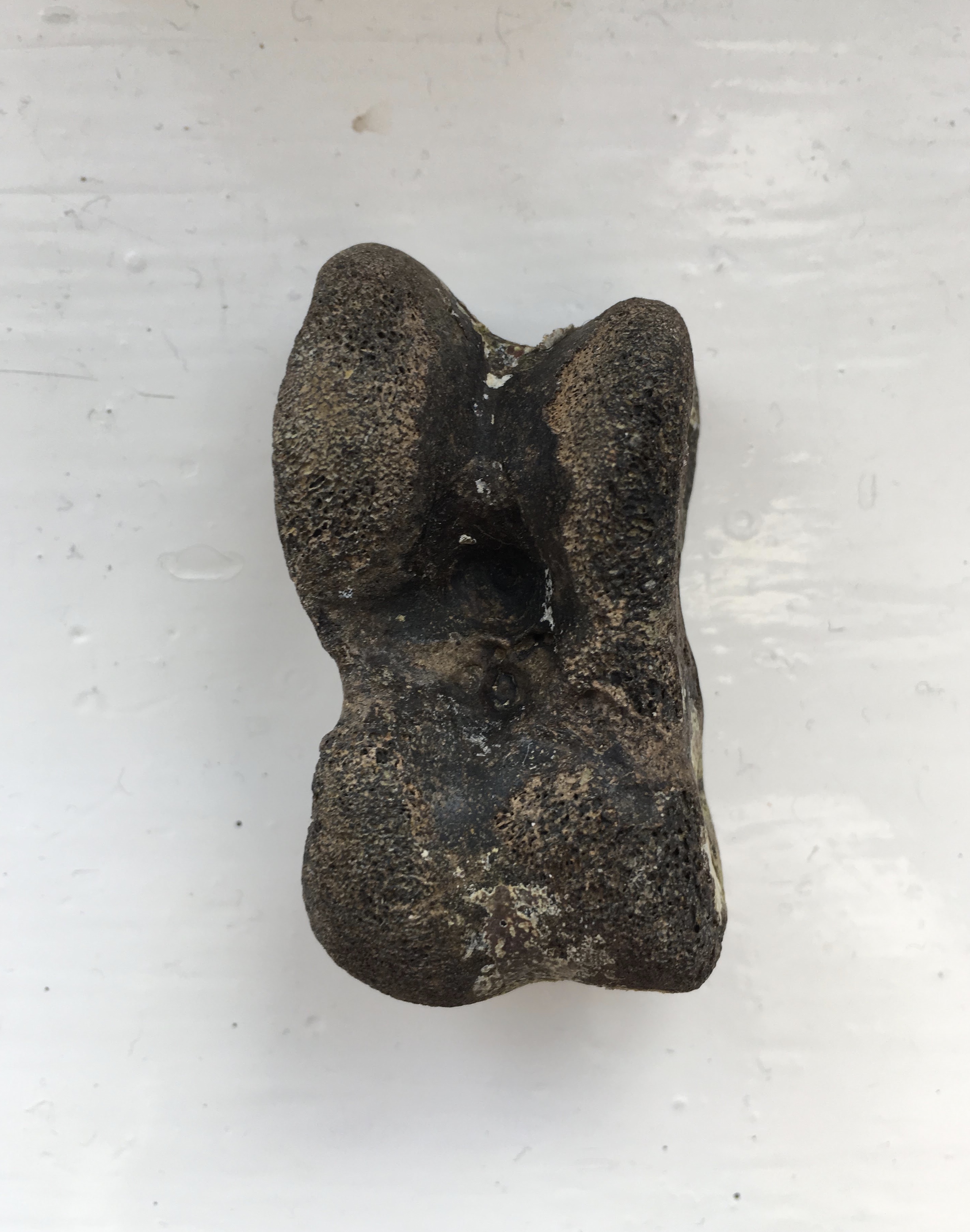 Bouldnor Formation Winter Finds - Fossil Hunting Trips - The Fossil Forum