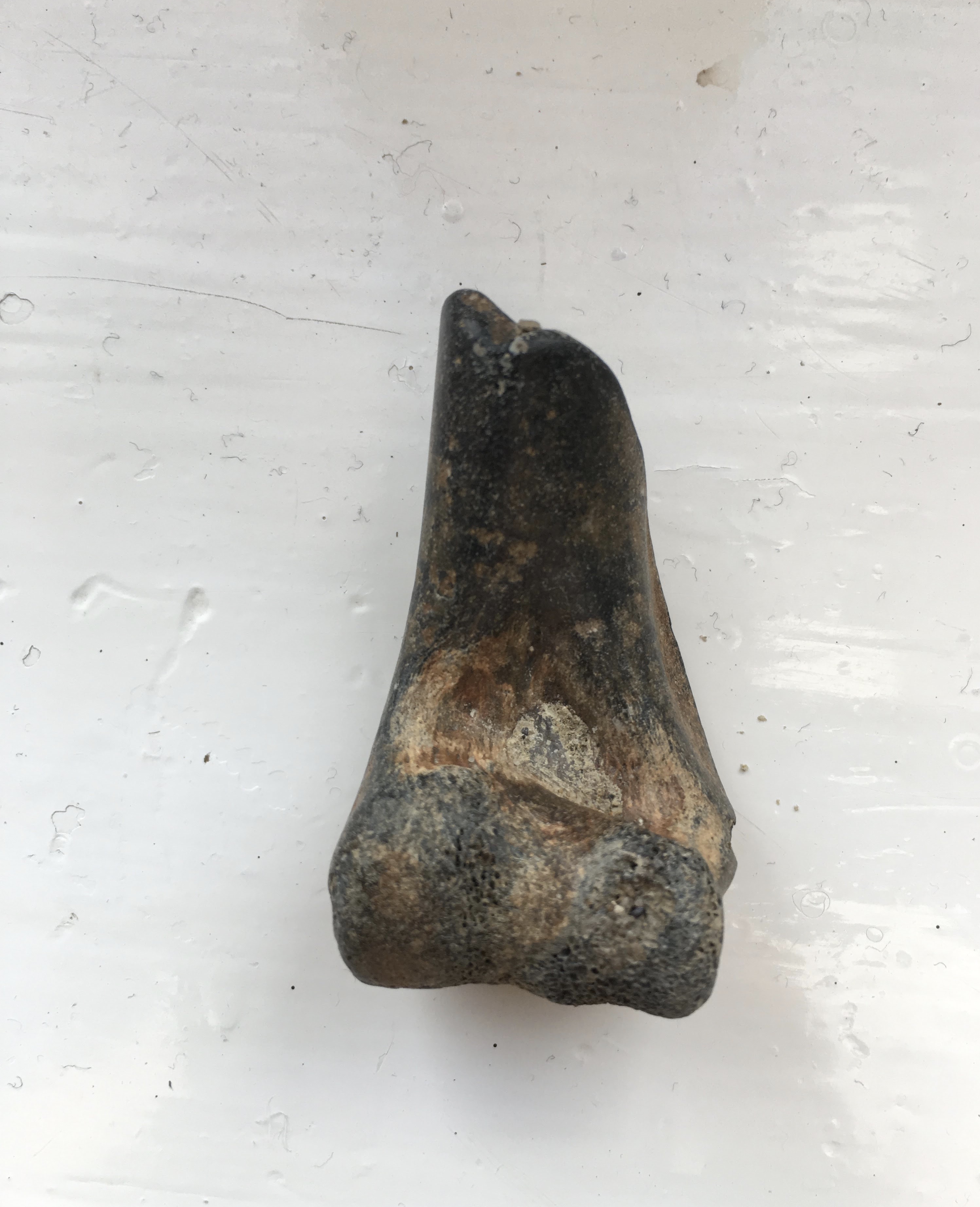 Bouldnor Formation Winter Finds - Fossil Hunting Trips - The Fossil Forum