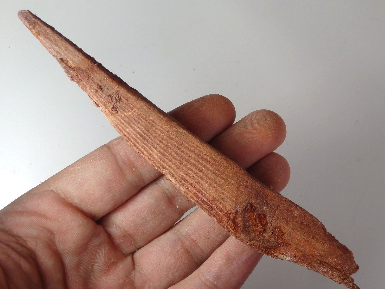 Hibodus Shark in Kem Kem? - Is It Real? How to Recognize Fossil ...