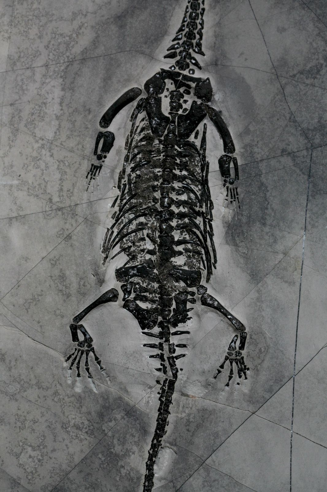 Doubts with my Keichousaurus - Is It Real? How to Recognize Fossil ...