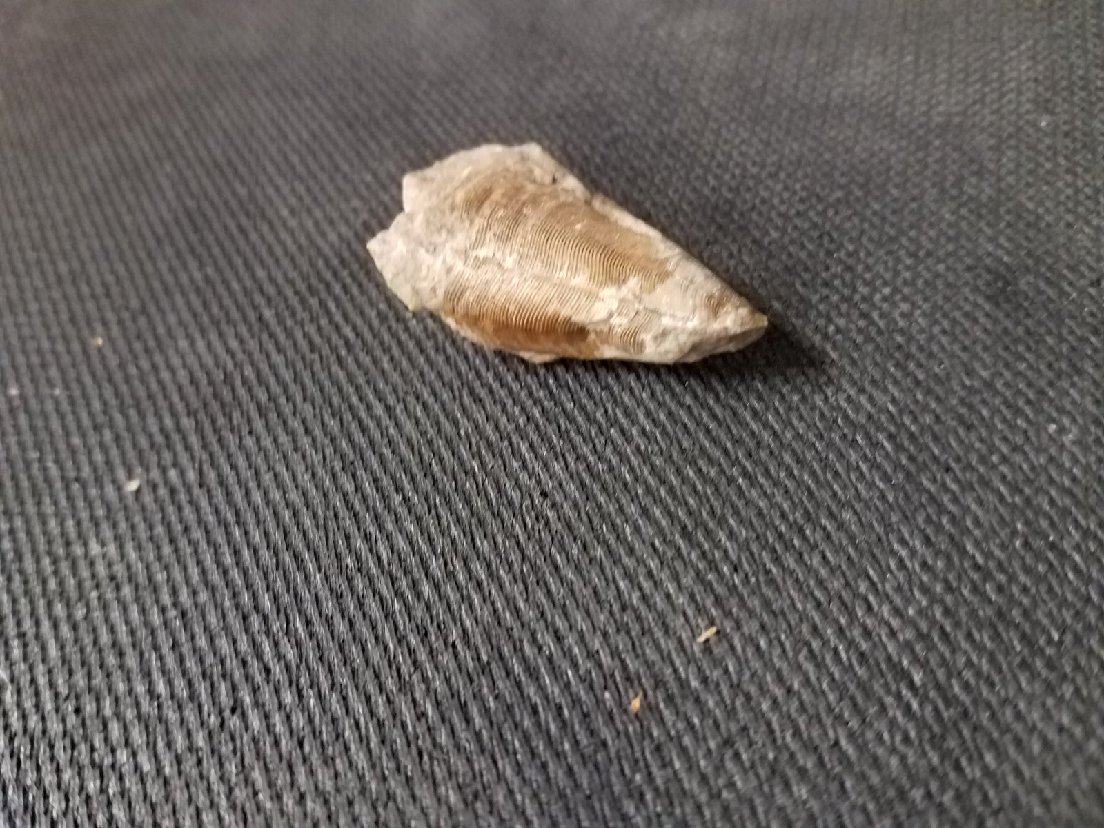 Conularid.jpg - Member Collections - The Fossil Forum