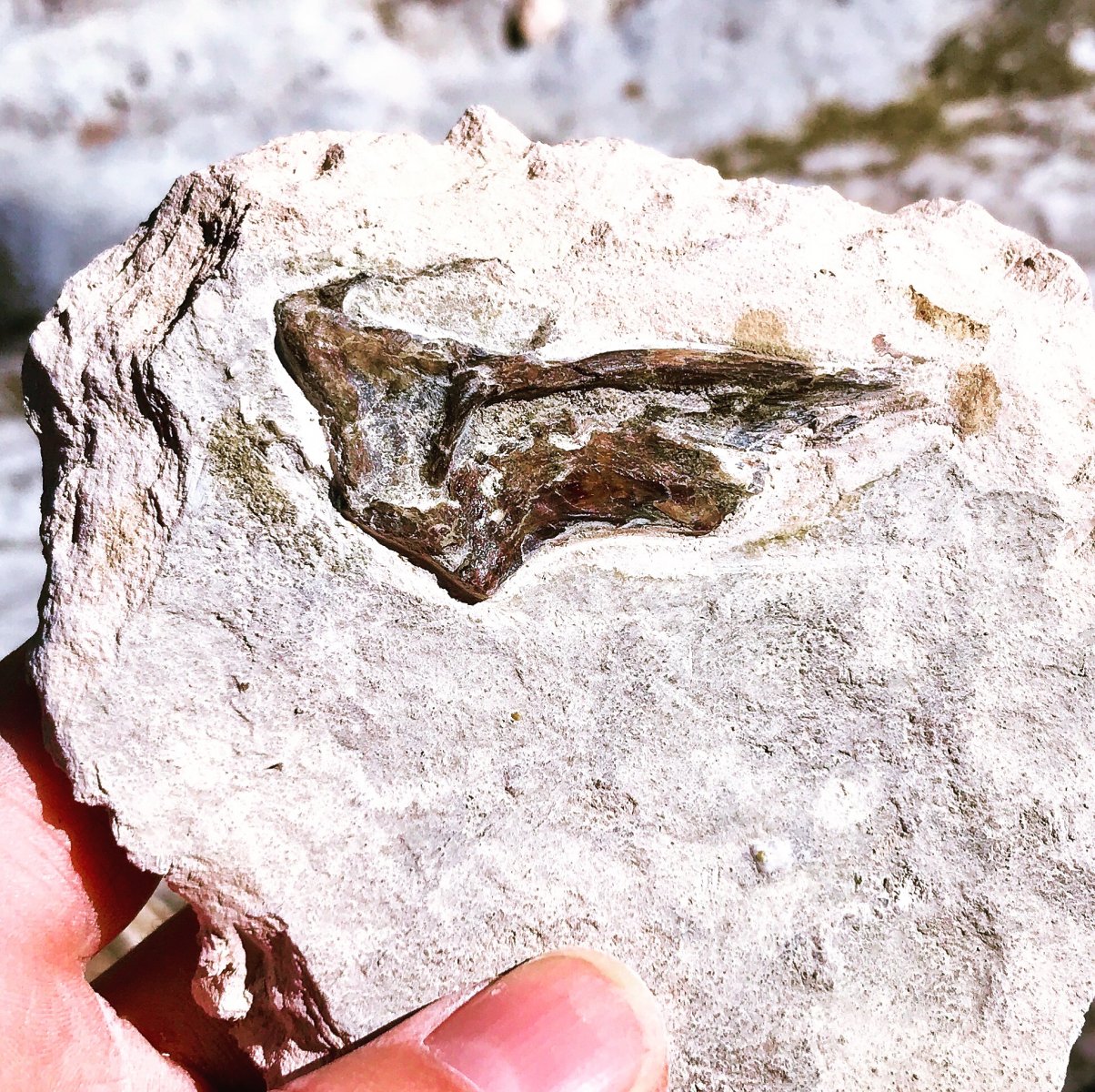 Saurodon fish bone - Member Collections - The Fossil Forum