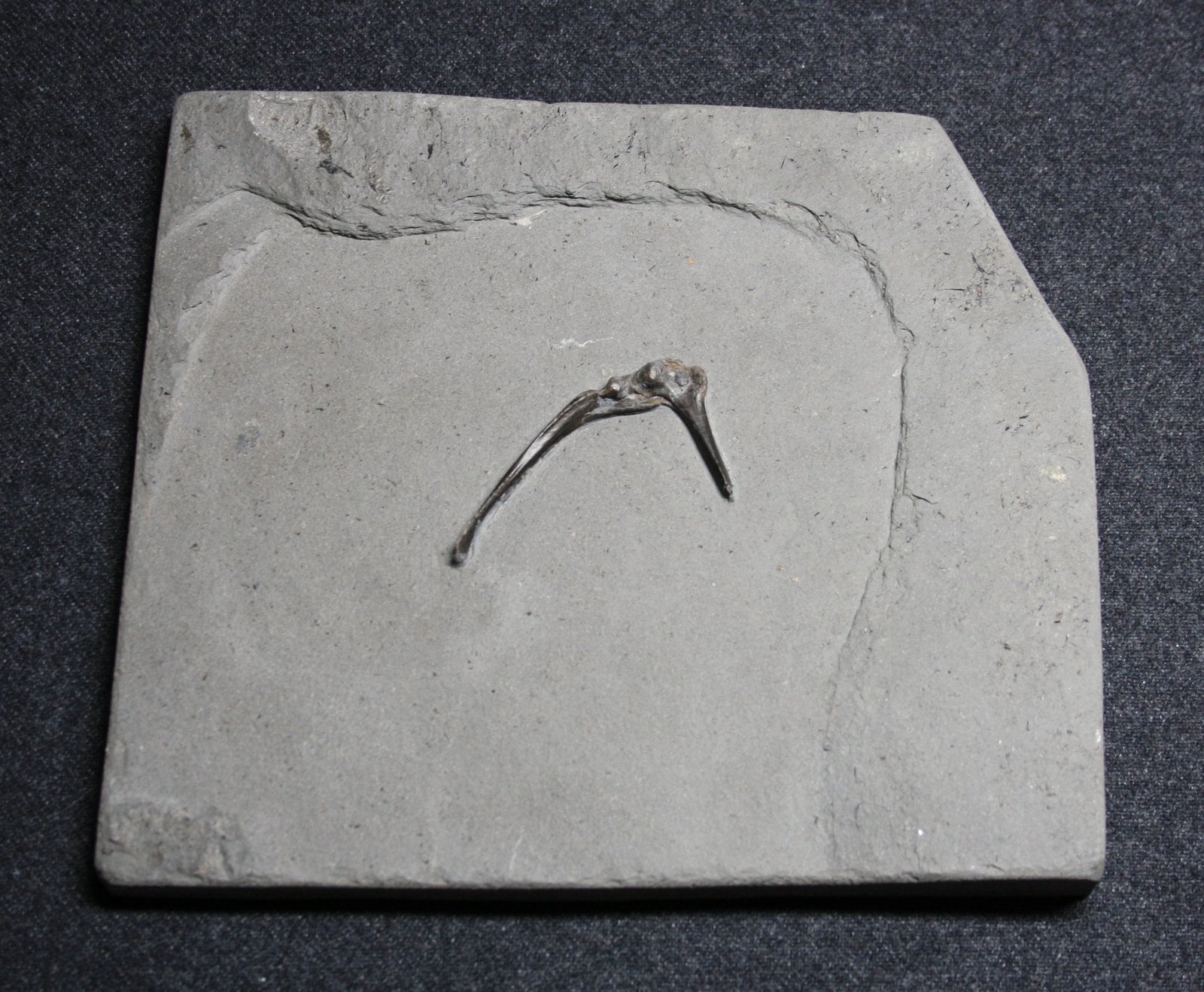 Pterosaur Dorygnathus Teeth & Bones from Jurassic Lias - Holzmaden ...