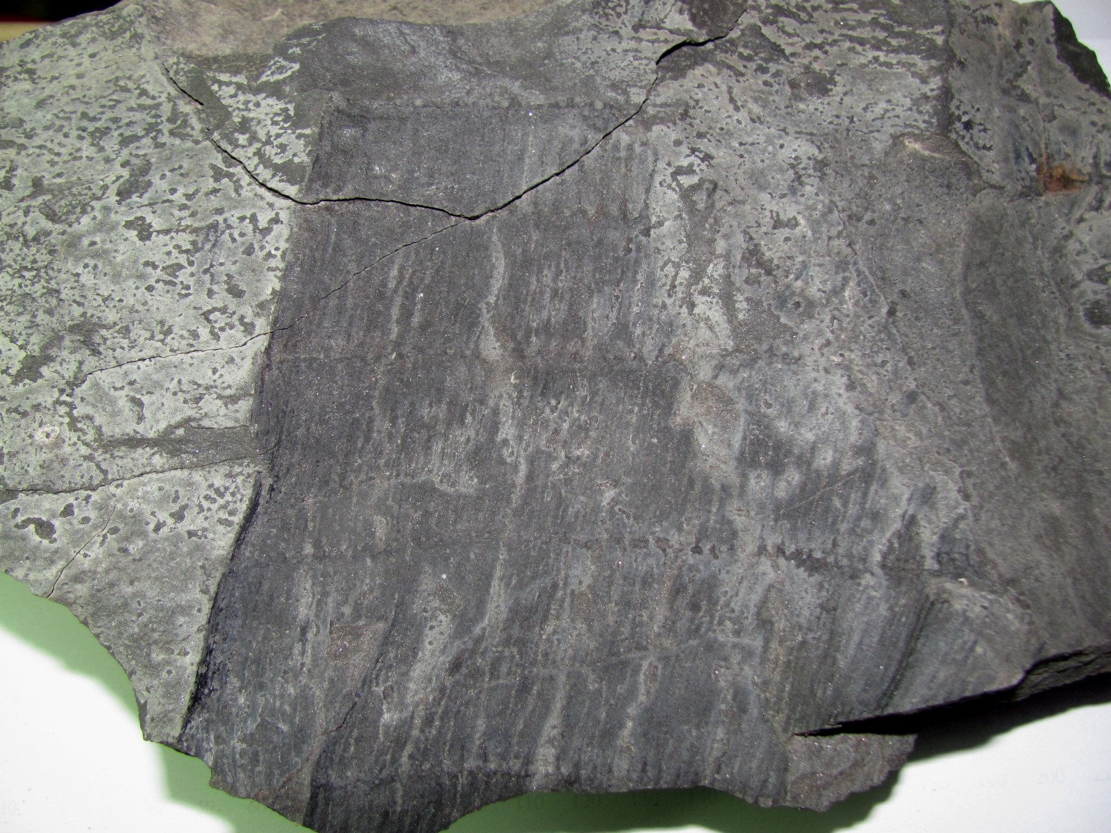 Calamites - Member Collections - The Fossil Forum
