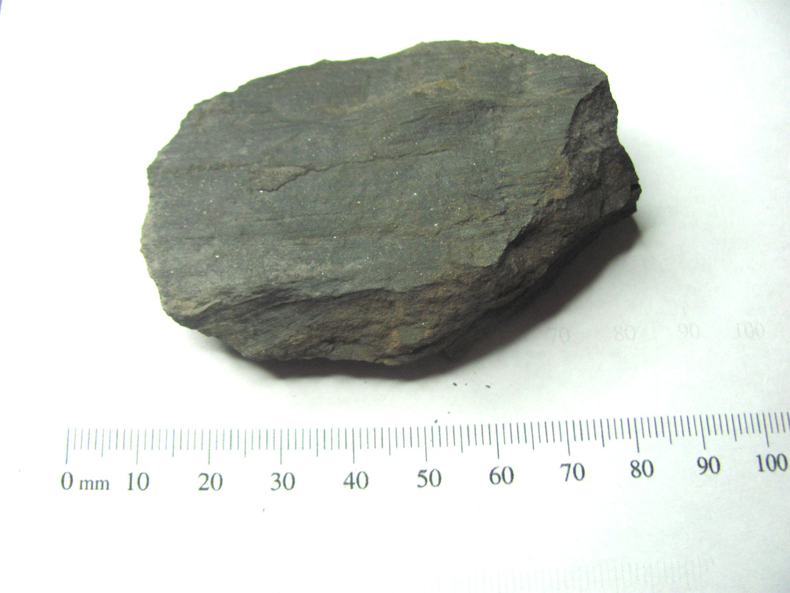 Calamites sp. - Member Collections - The Fossil Forum