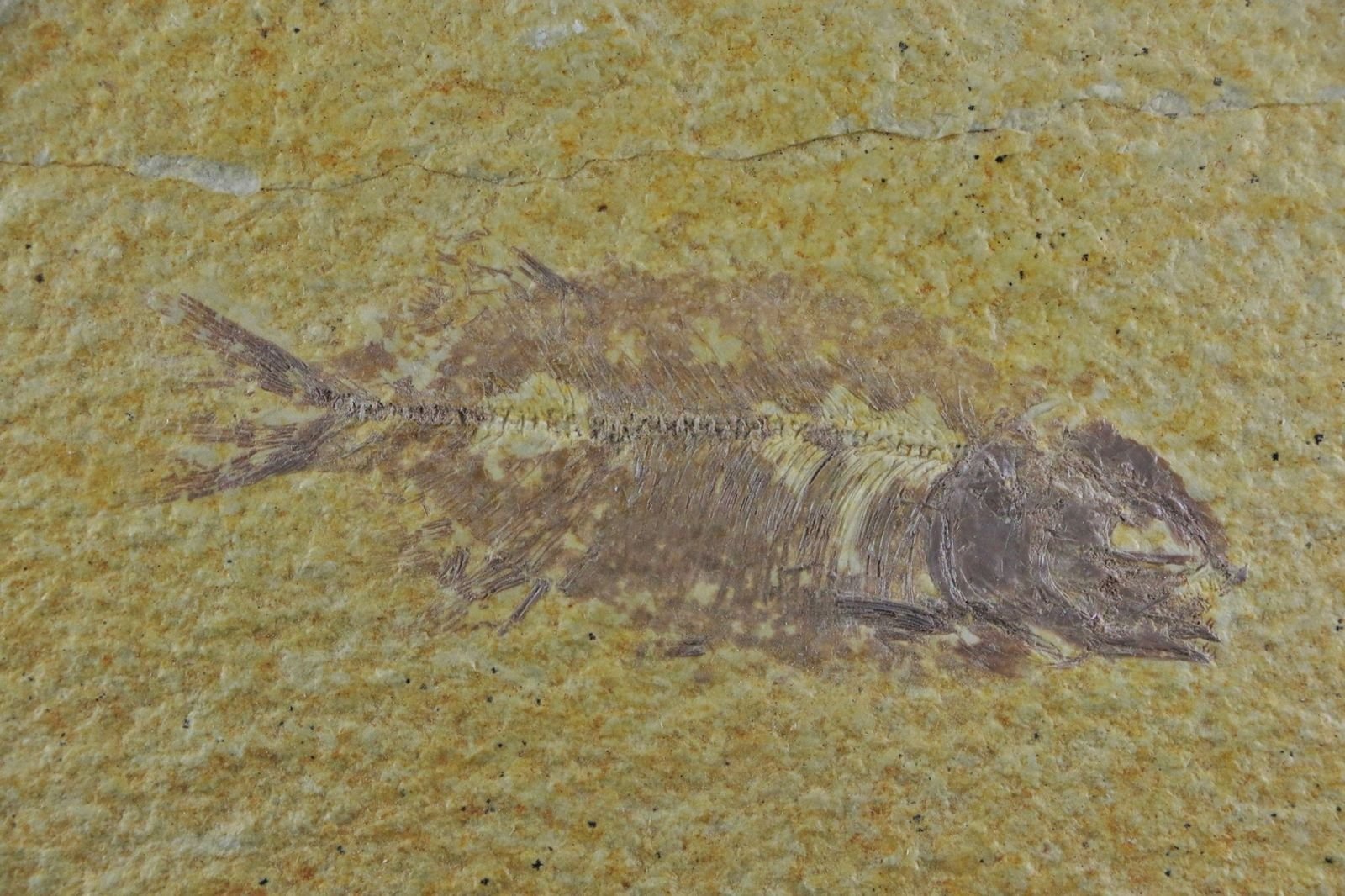 Phareodus encaustus fish fossil - Member Collections - The Fossil Forum