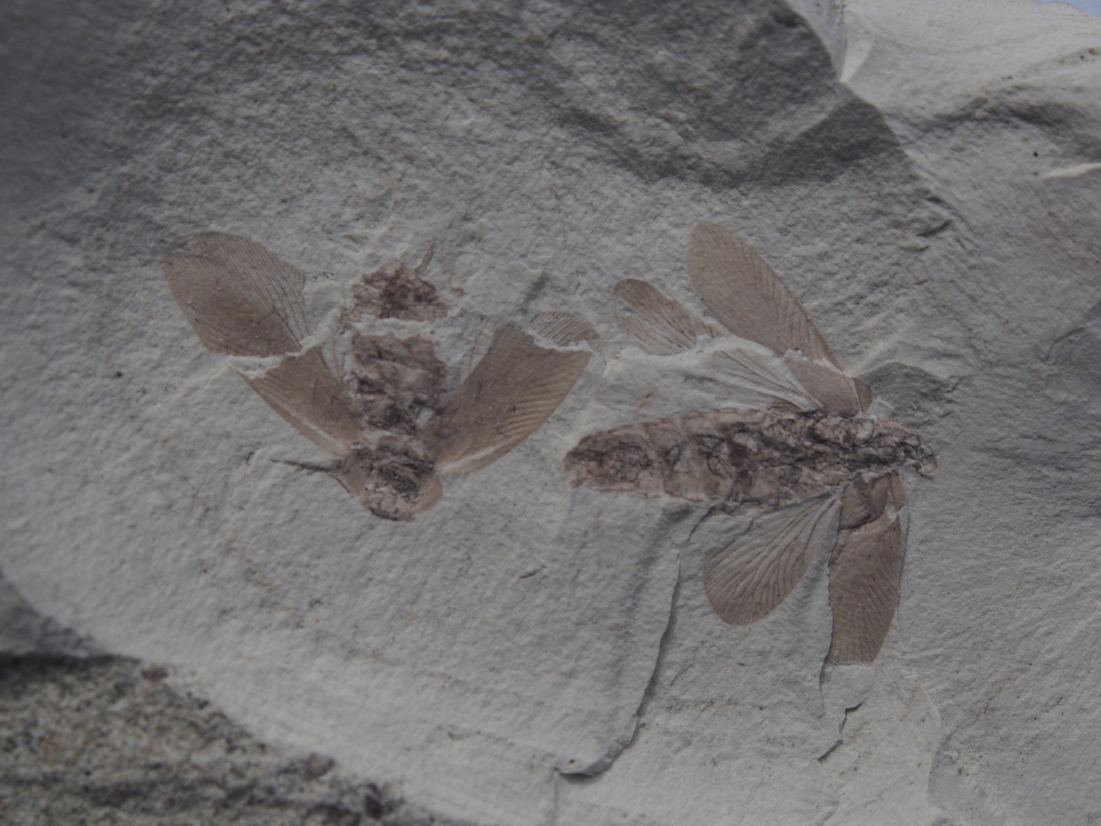 Blattodea non det. - Member Collections - The Fossil Forum