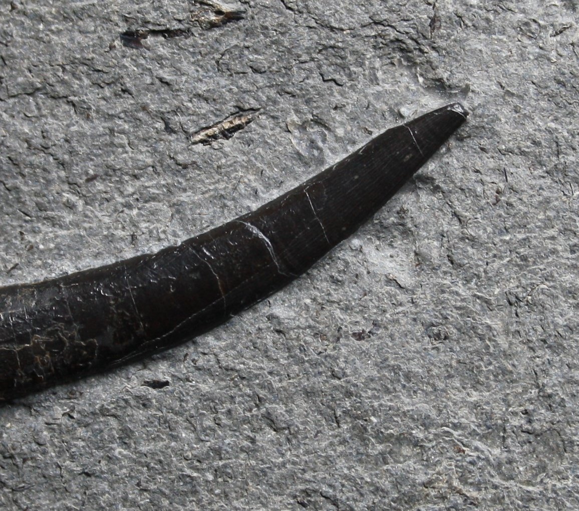 Pterosaur Dorygnathus Teeth & Bones (4) - Pterosaurs - The Fossil Forum