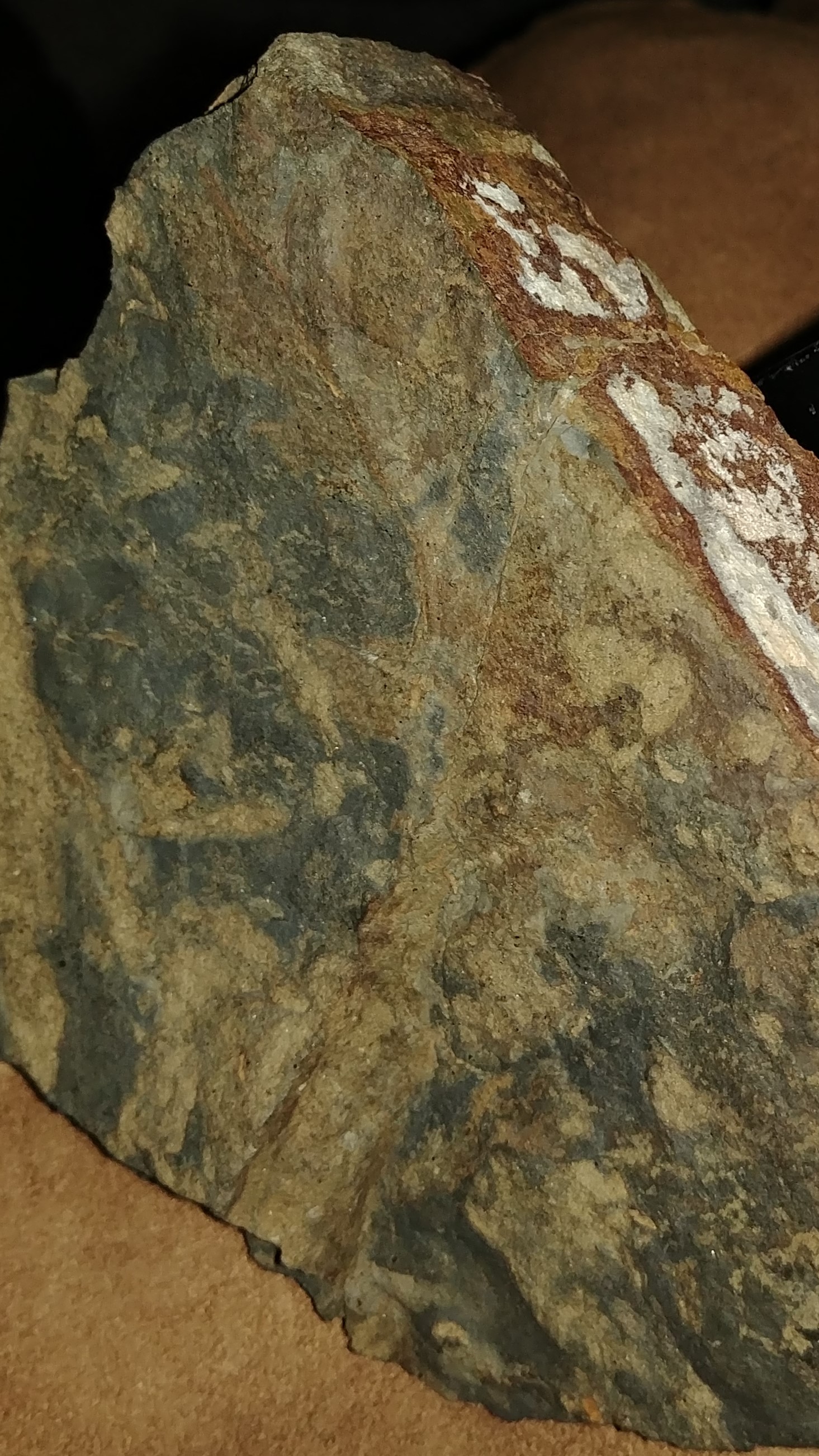 Big Sky, MT Possible Precambrian - Fossil ID - The Fossil Forum