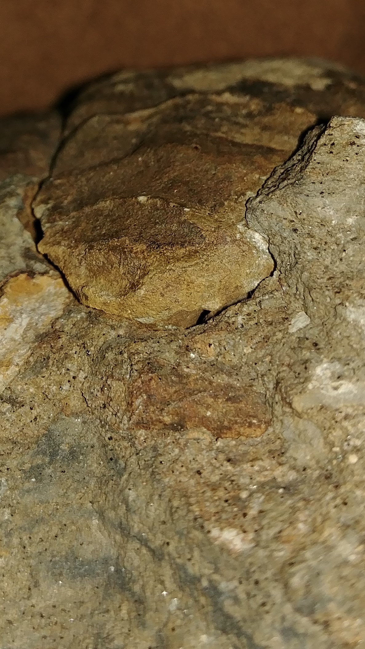 Big Sky, MT Possible Precambrian - Fossil ID - The Fossil Forum