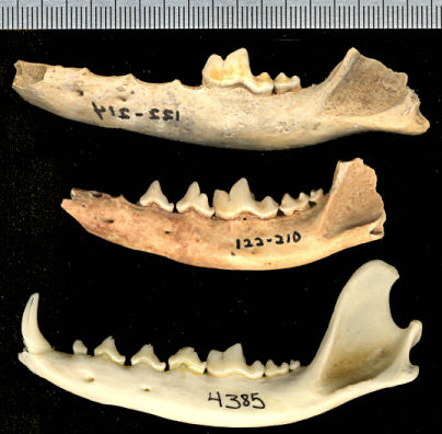 2 tooth in cave - Fossil ID - The Fossil Forum
