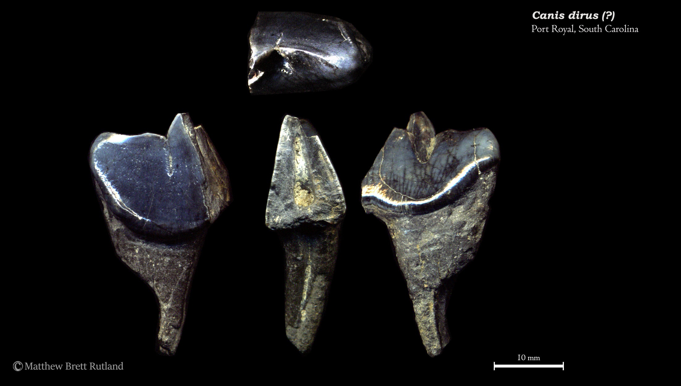 Dire Wolf Carnassial Tooth ? - Fossil ID - The Fossil Forum