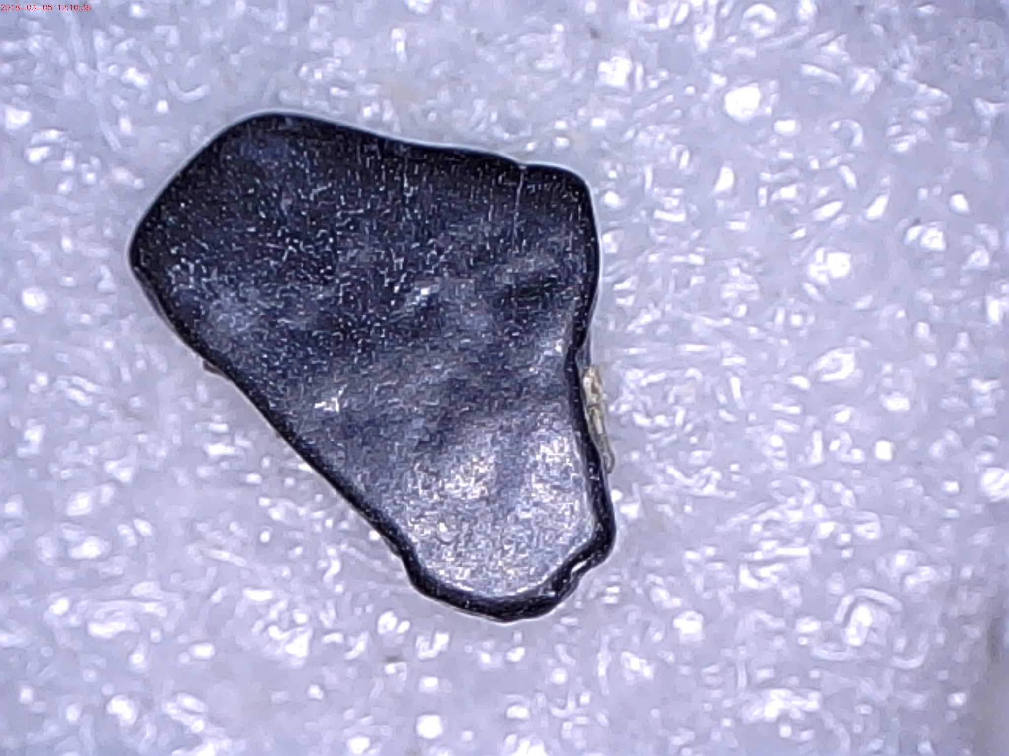 Upper Hamstead Mbr. Oligocene Micro-vertebrates - Micro-paleontology ...